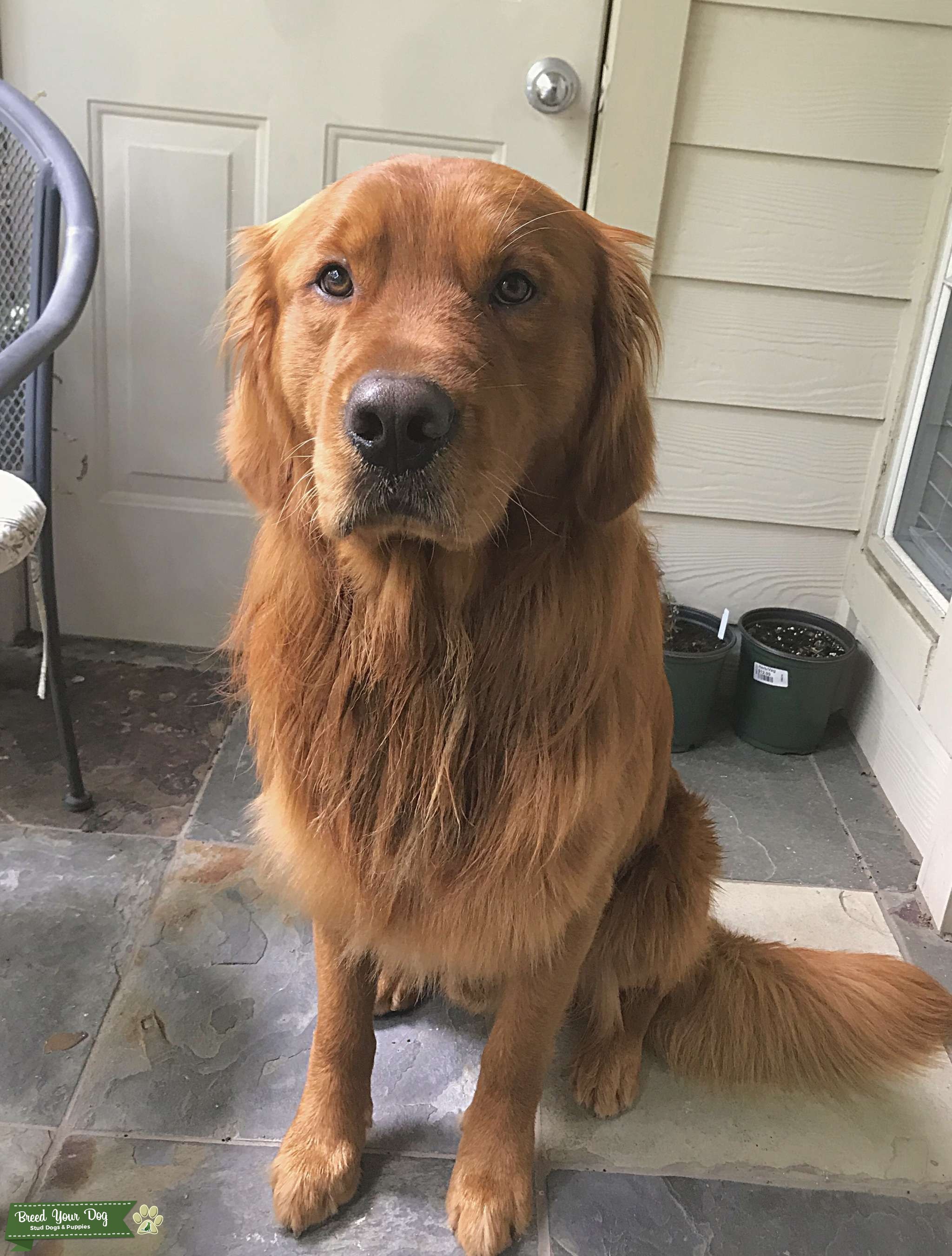 Dark Red Golden Retriever - Stud Dog Texas - Breed Your Dog