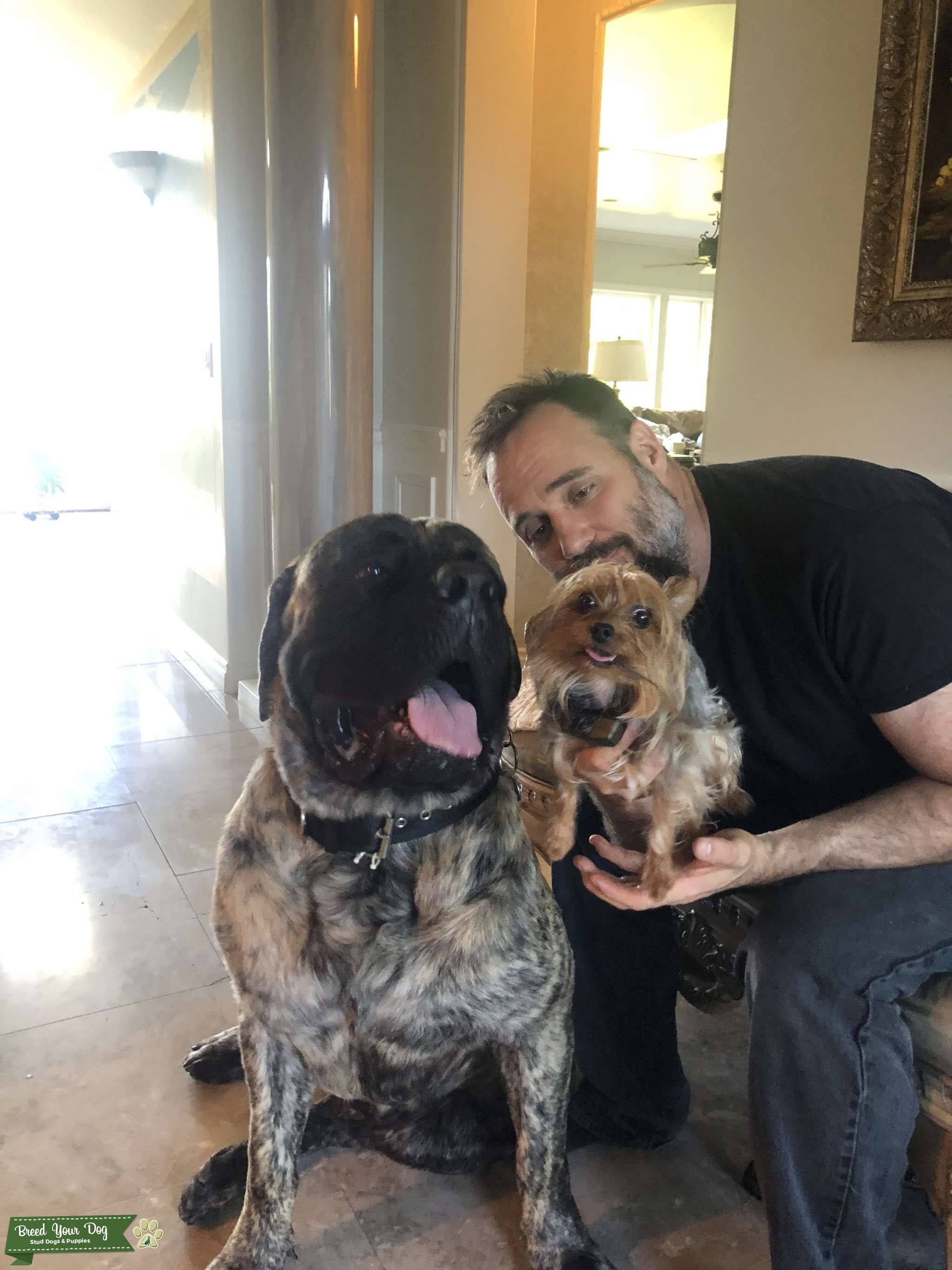 Cane Corso English Mastiff MIx - Stud Dog in Washinton and California ...