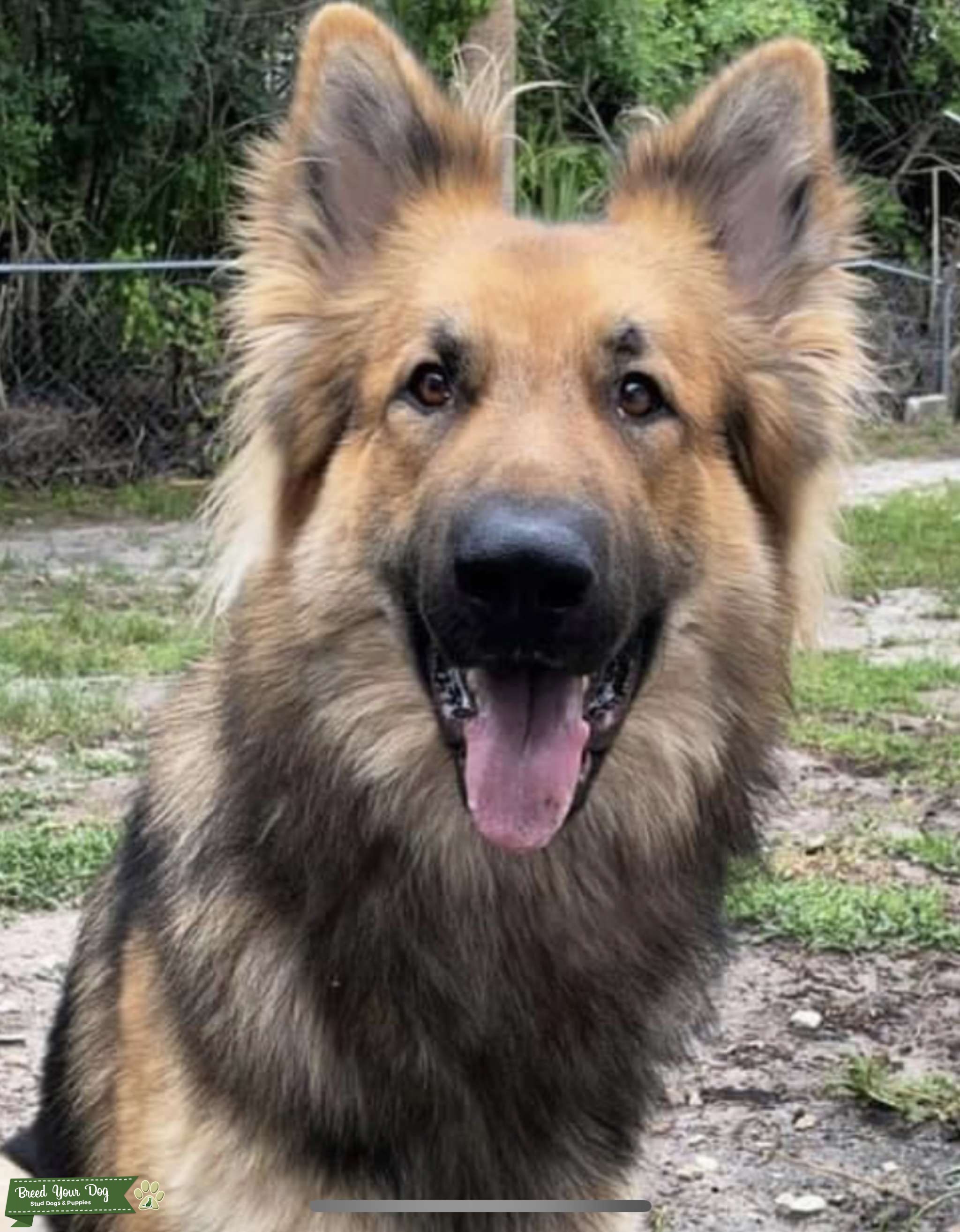 STUD - Stud Dog in Charlotte, the United States | Breed Your Dog