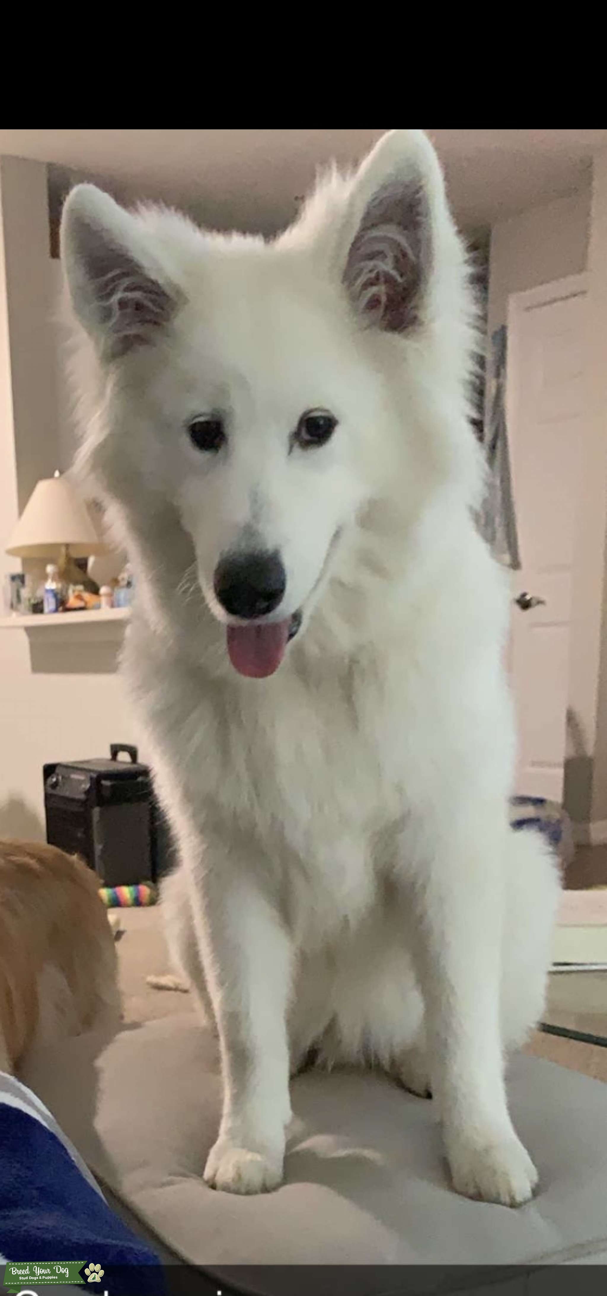 Pure Bred Samoyed - Stud Dog in Florida, United States | Breed Your Dog