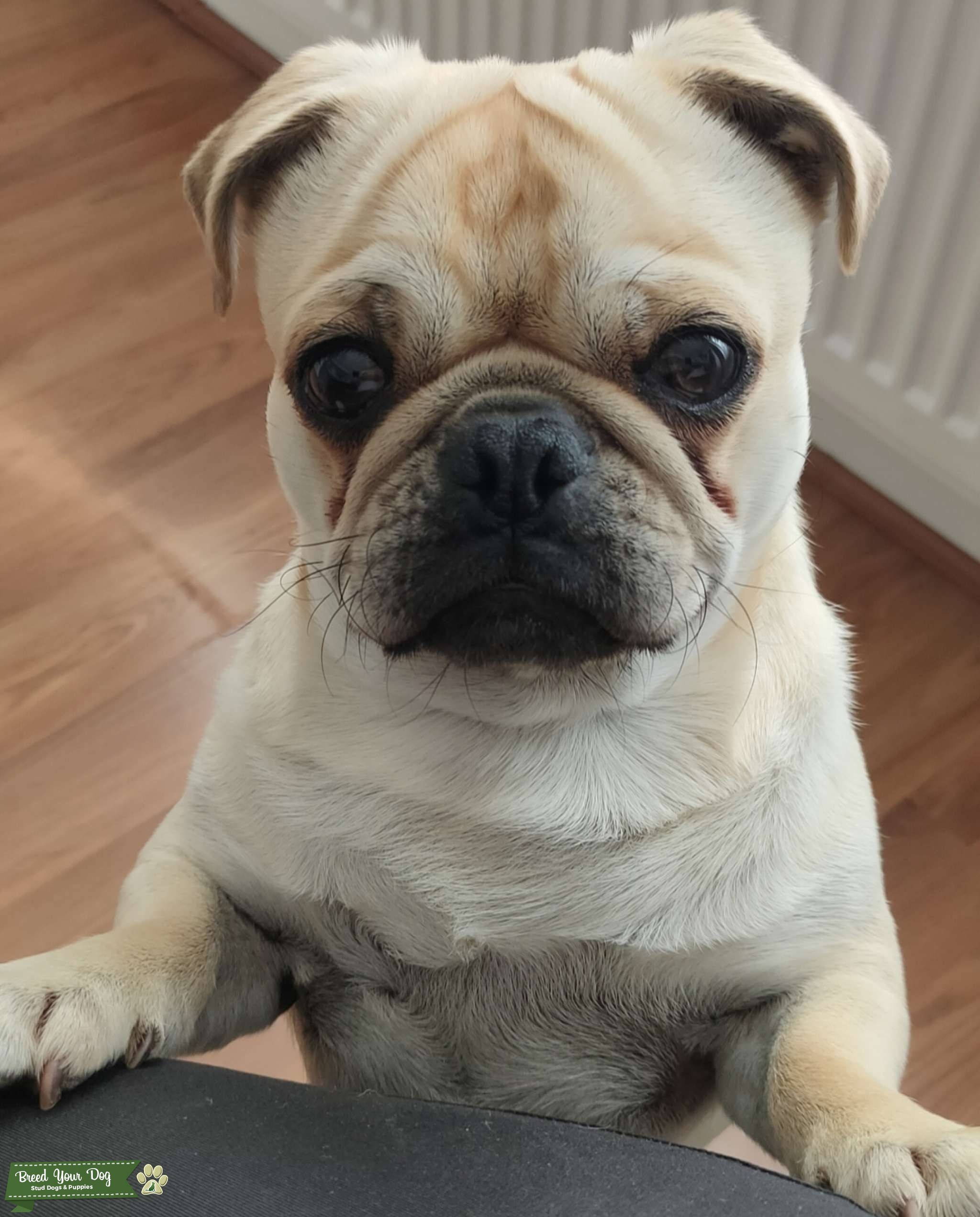 Fawn 5 Generations pedigree beautiful pug - Stud Dog in London, the ...