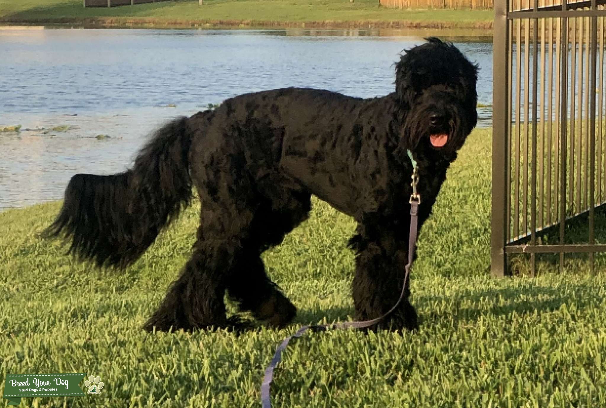 F1 Newfoundland/Poodle Mix Stud - Stud Dog in Southeast, United States ...