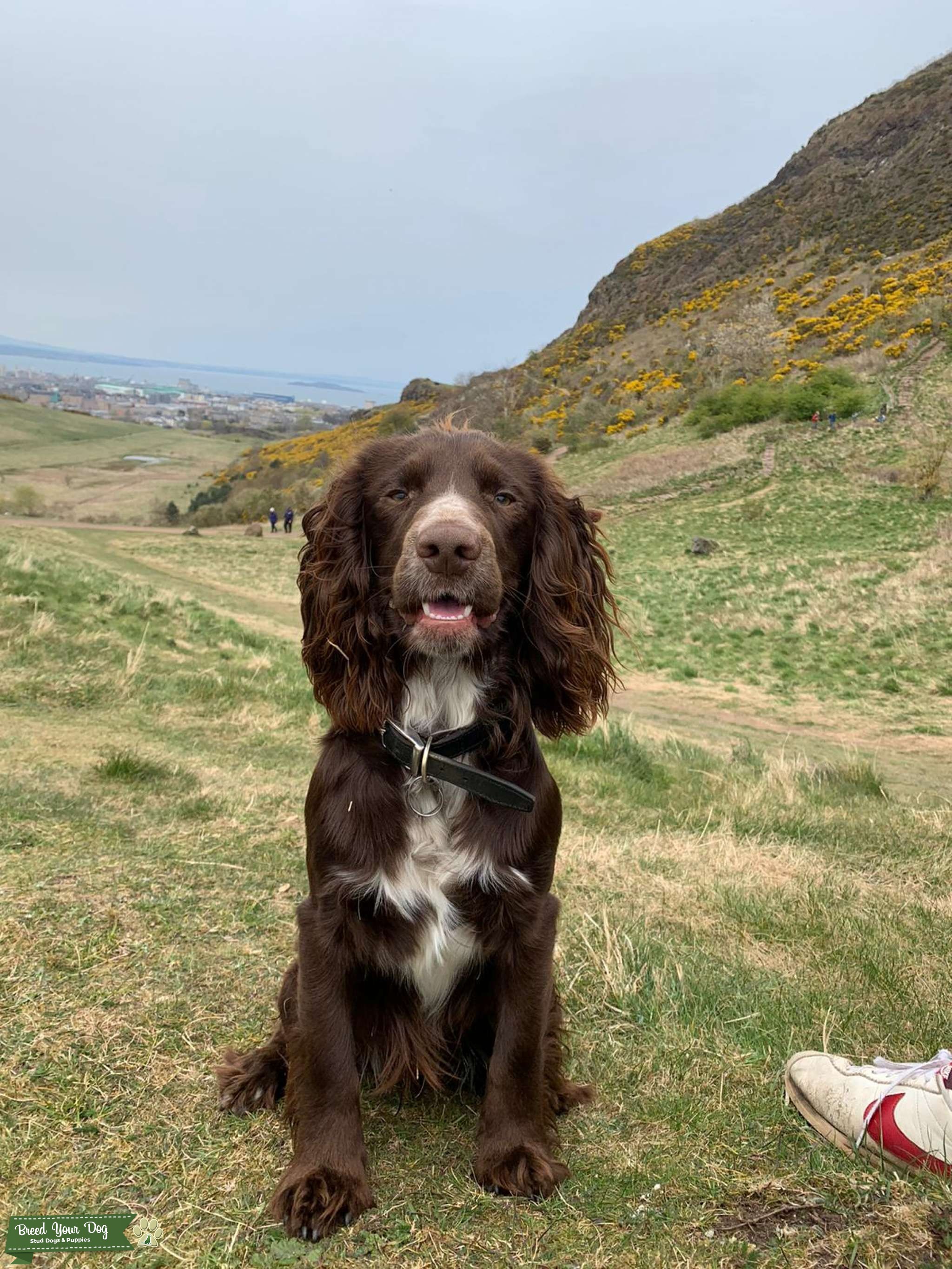 Working Cocker Spaniel - Stud Dog in Scotland, the United States ...