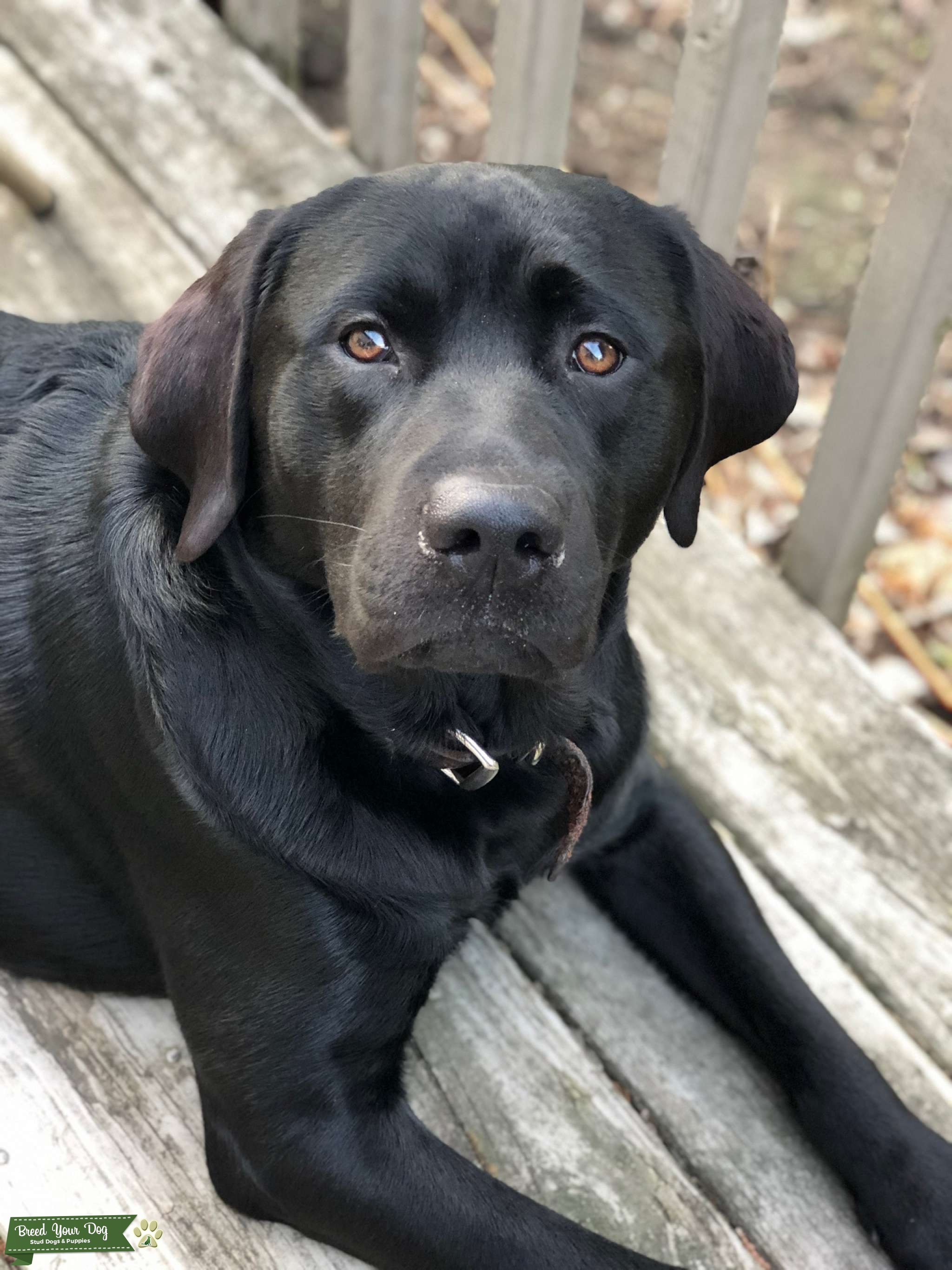 Beautiful Black Lab - Stud Dog in Michigan, the United States | Breed ...