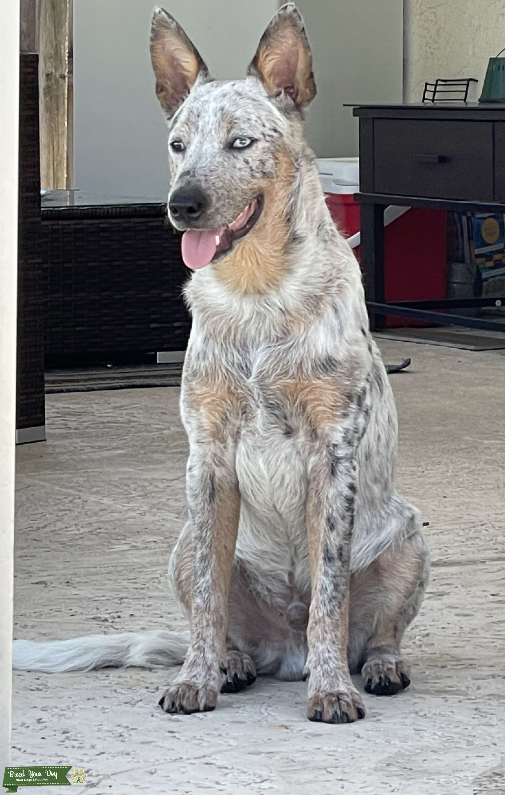 Handsome Mottled Blue Heeler - Stud Dog in Florida, the United States ...