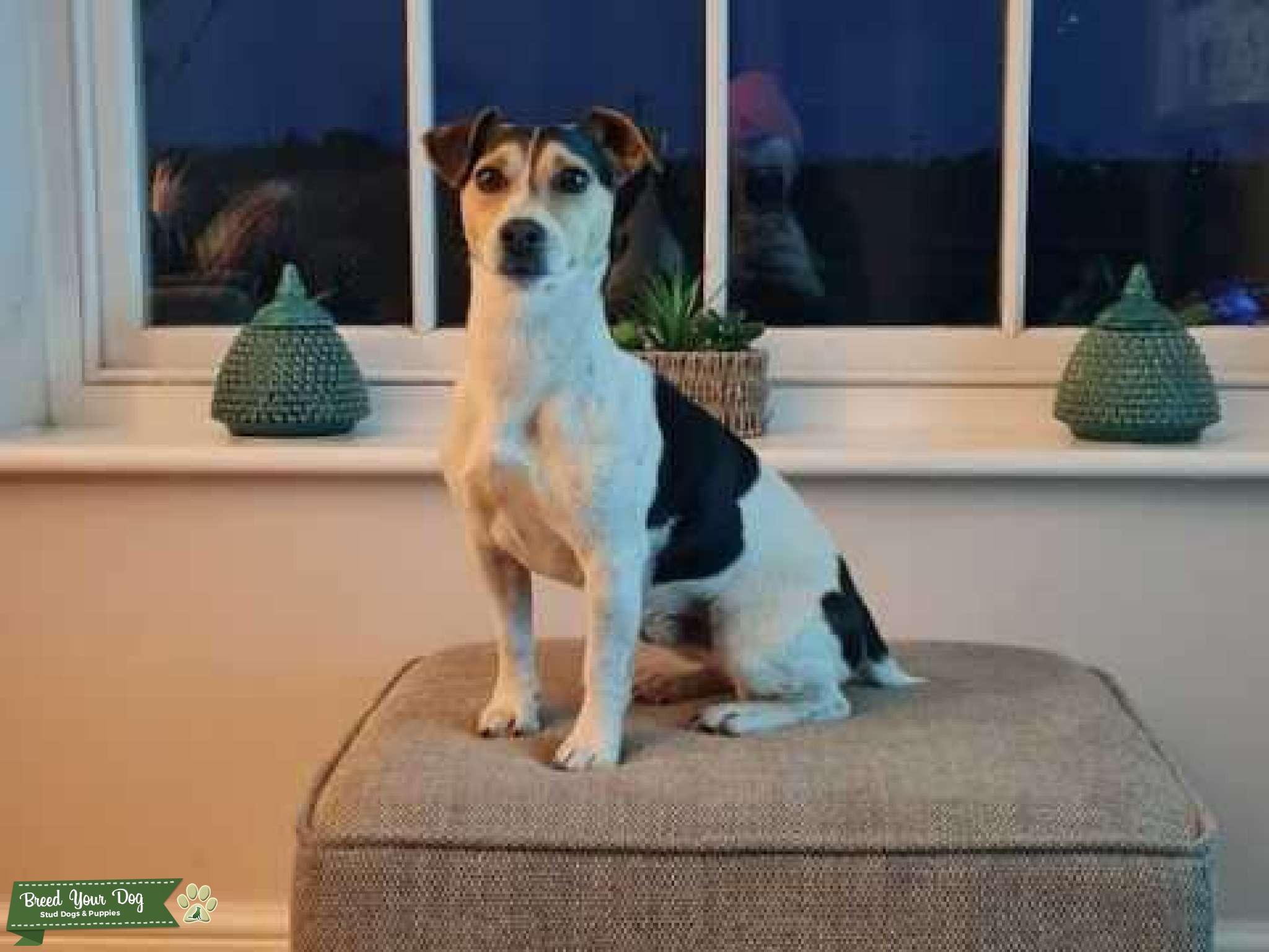 Well proven tri colour jack Russel for stud - lots of proof and history ...