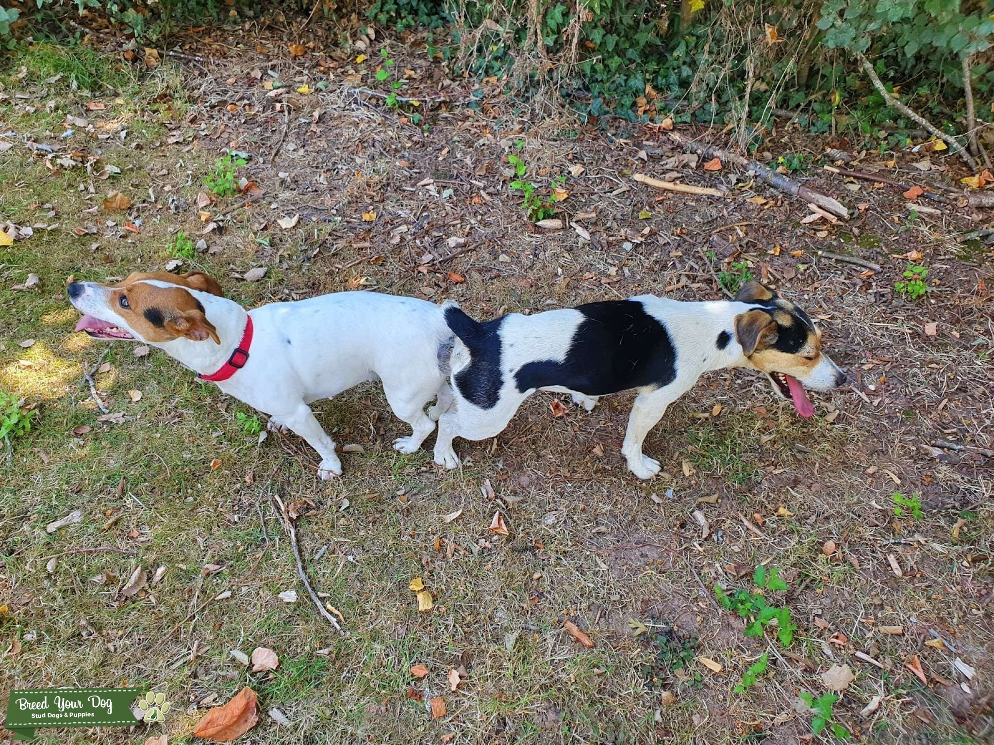 Well proven tri colour jack Russel for stud - lots of proof and history ...