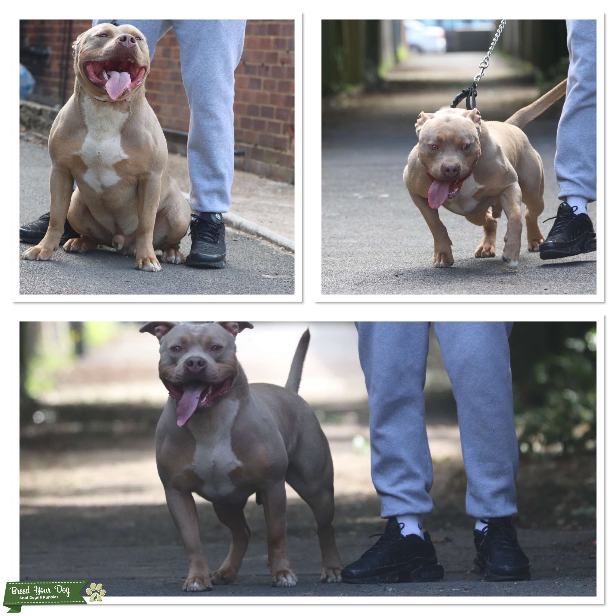 XL American bully - Stud Dog Bedfordshire - Breed Your Dog