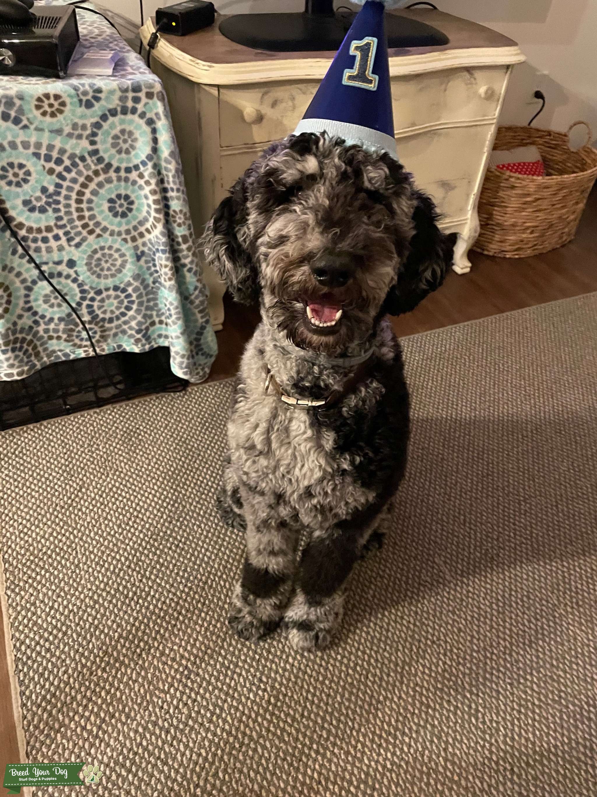 Blue Merle Goldendoodle - Stud Dog in Kentucky, the United States ...