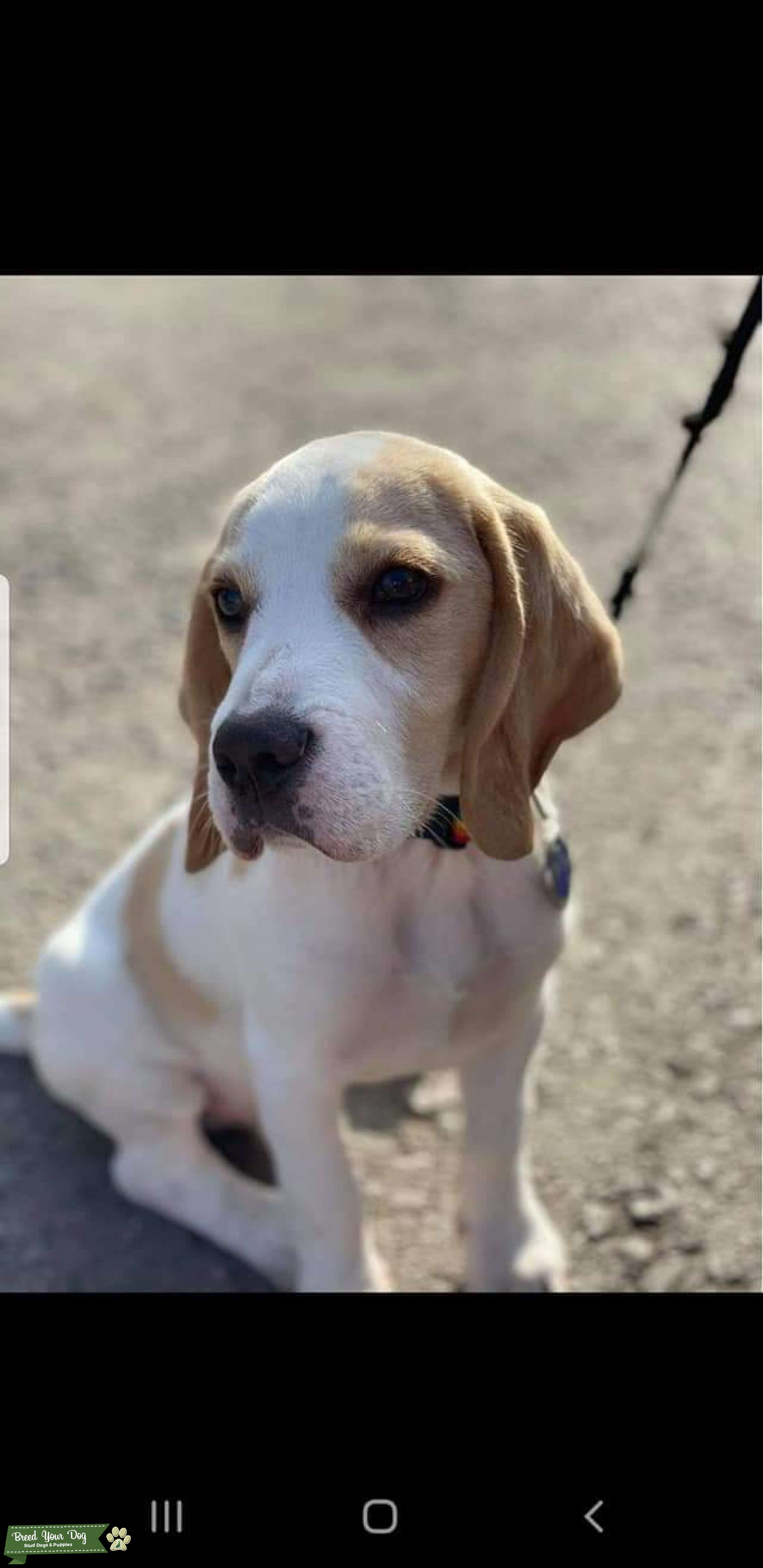 Lemon and White Beagle stud available - Stud Dog in Staffordshire, the ...