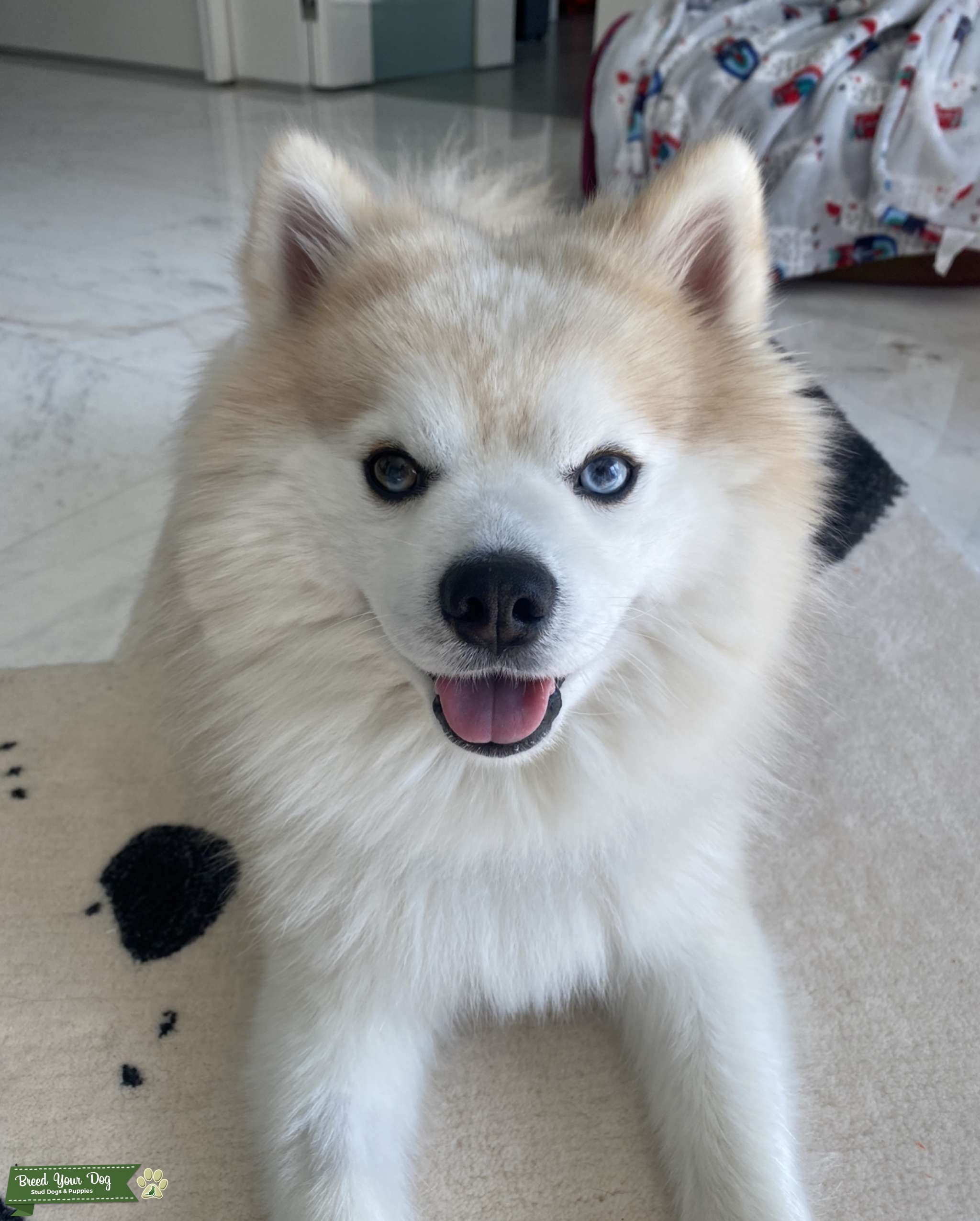 Blue-eyed Cream Pomsky - Stud Dog in Florida, United States | Breed ...