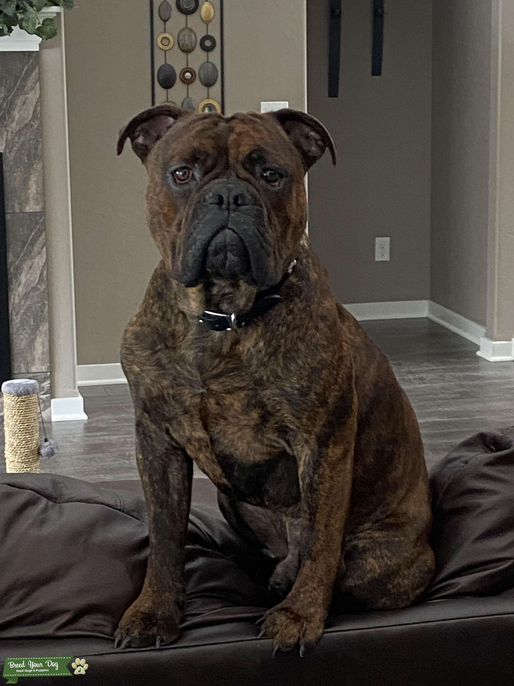 BEASTY STUD - Stud Dog Wisconsin - Breed Your Dog