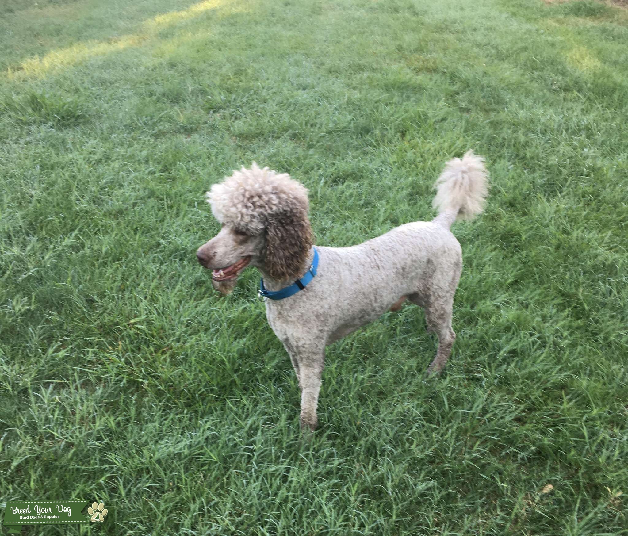 AKC Standard Poodle - Stud Dog in Maryland , the United States | Breed ...
