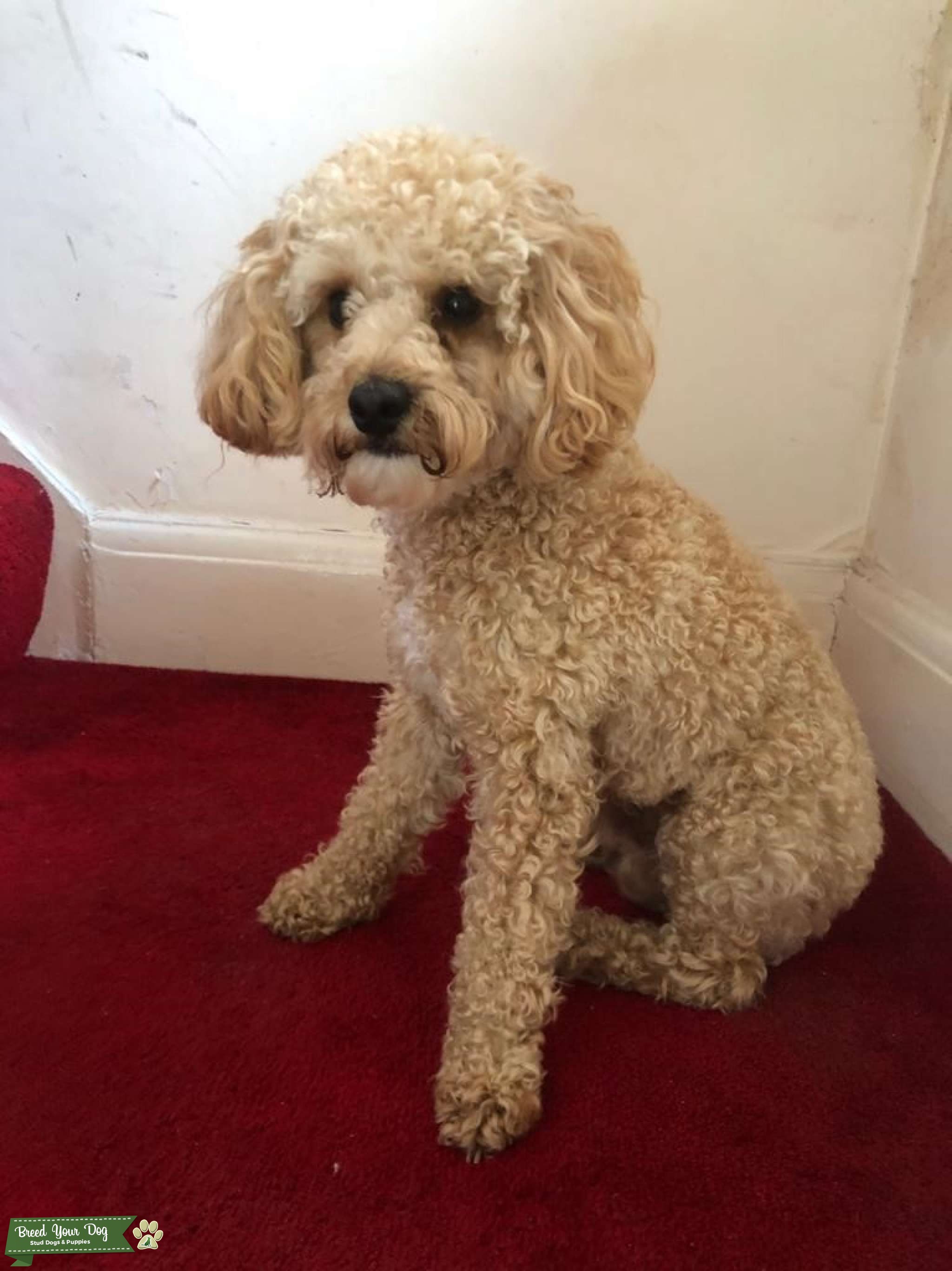 Beautiful Cavapoo for Stud - Stud Dog in Hounslow, United States ...