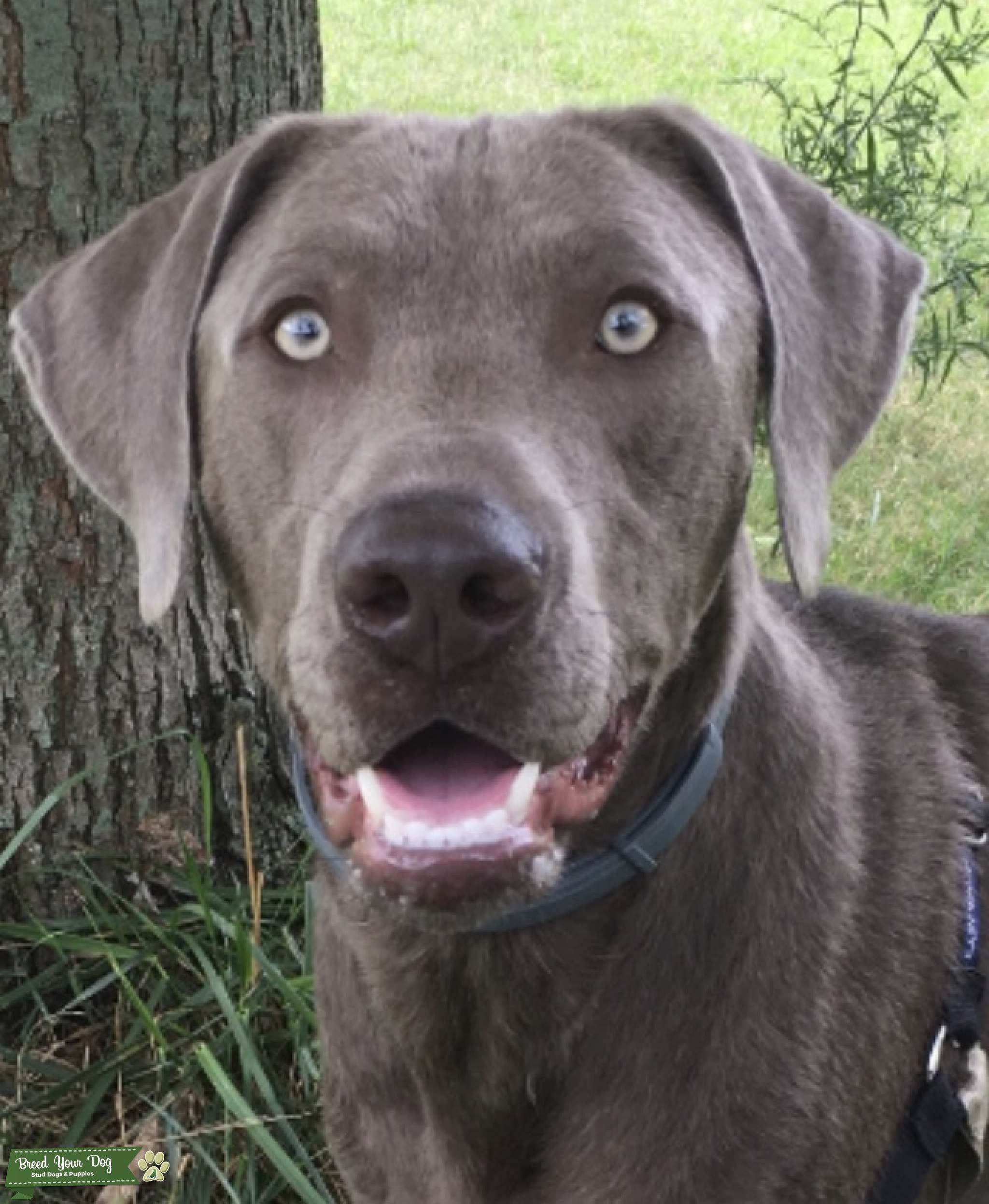 AKC American Labrador Stud - Stud Dog Ohio lorain county - Breed Your Dog