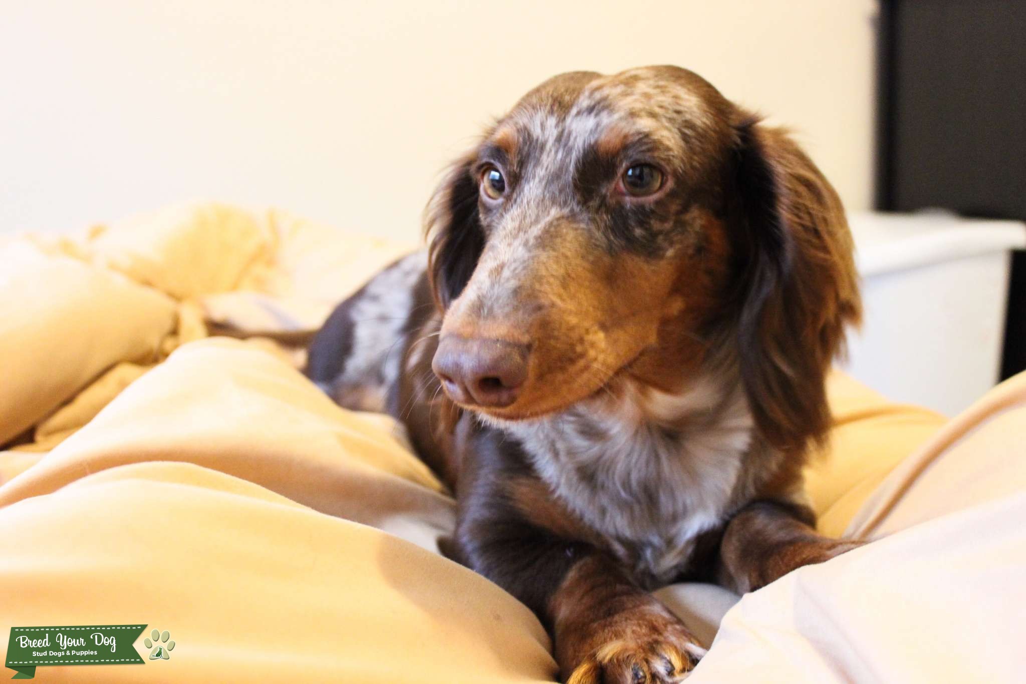 Long-haired chocolate dapple male - Stud Dog in San Diego, Mexico ...