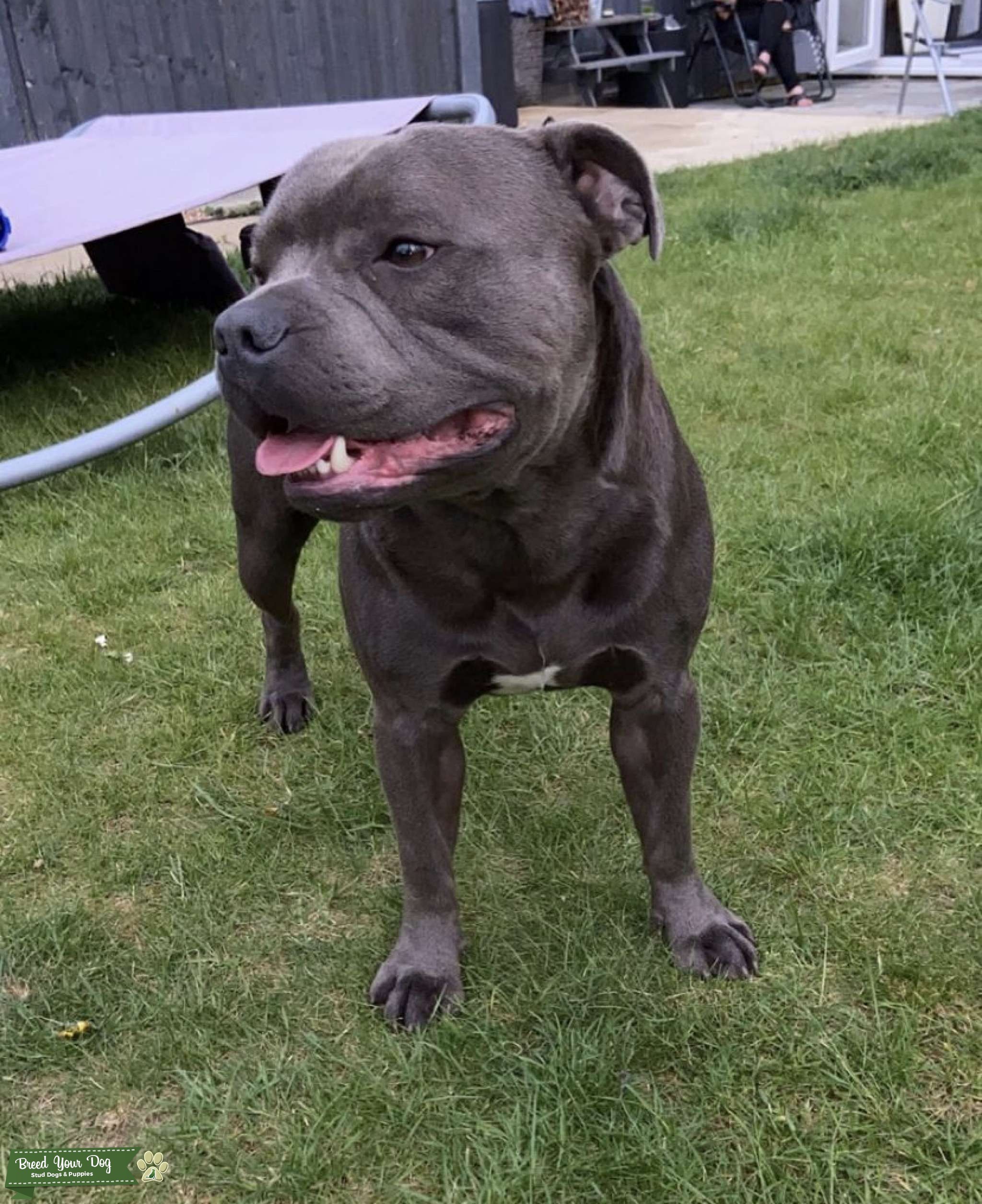 Blue Staffordshire Bull Terrier - Stud Dog in Leicester , the United ...