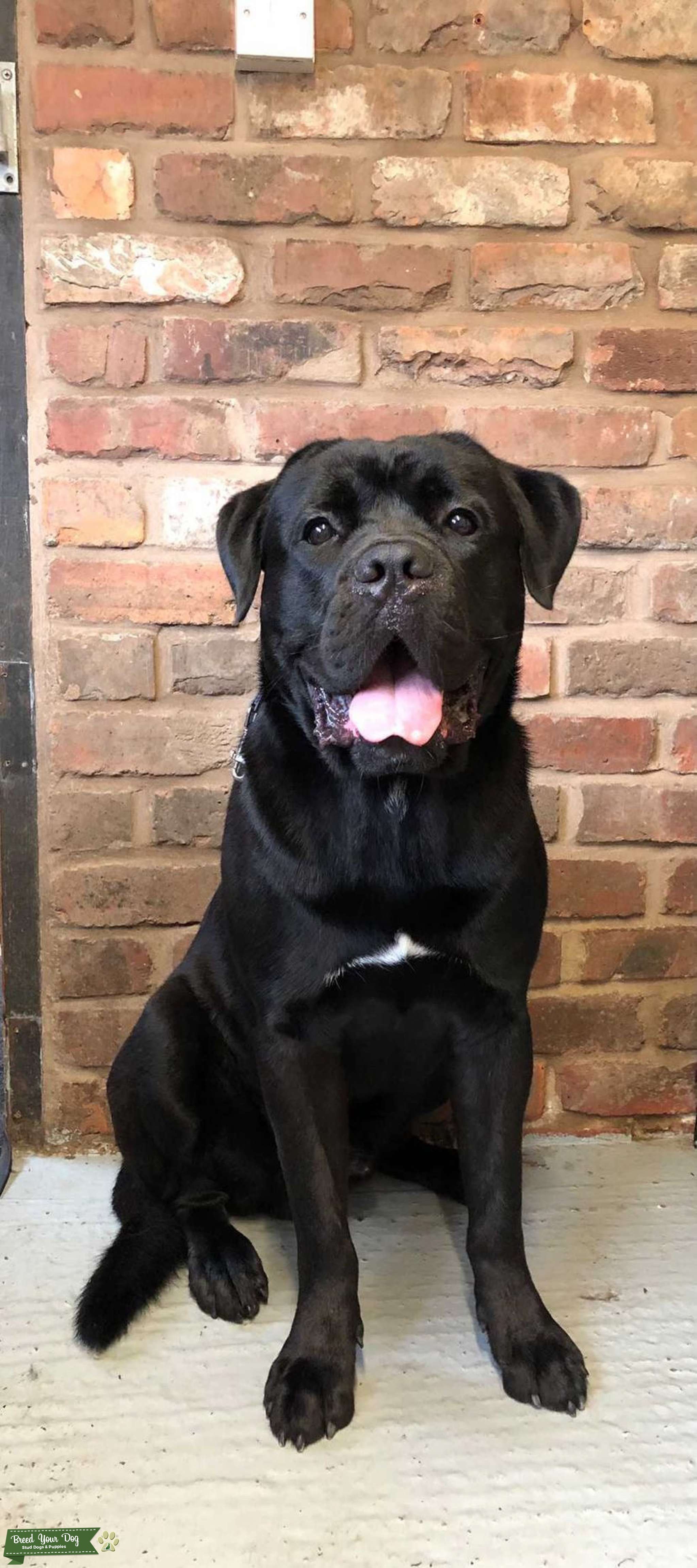 Cane corso for stud - Stud Dog in Cheshire , the United States | Breed ...