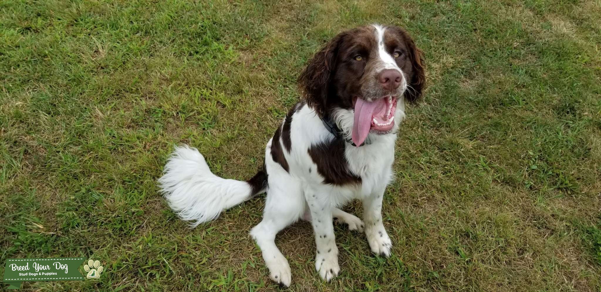 English Springer Spaniel Stud - Stud Dog in Martinsburg, WV, the United ...