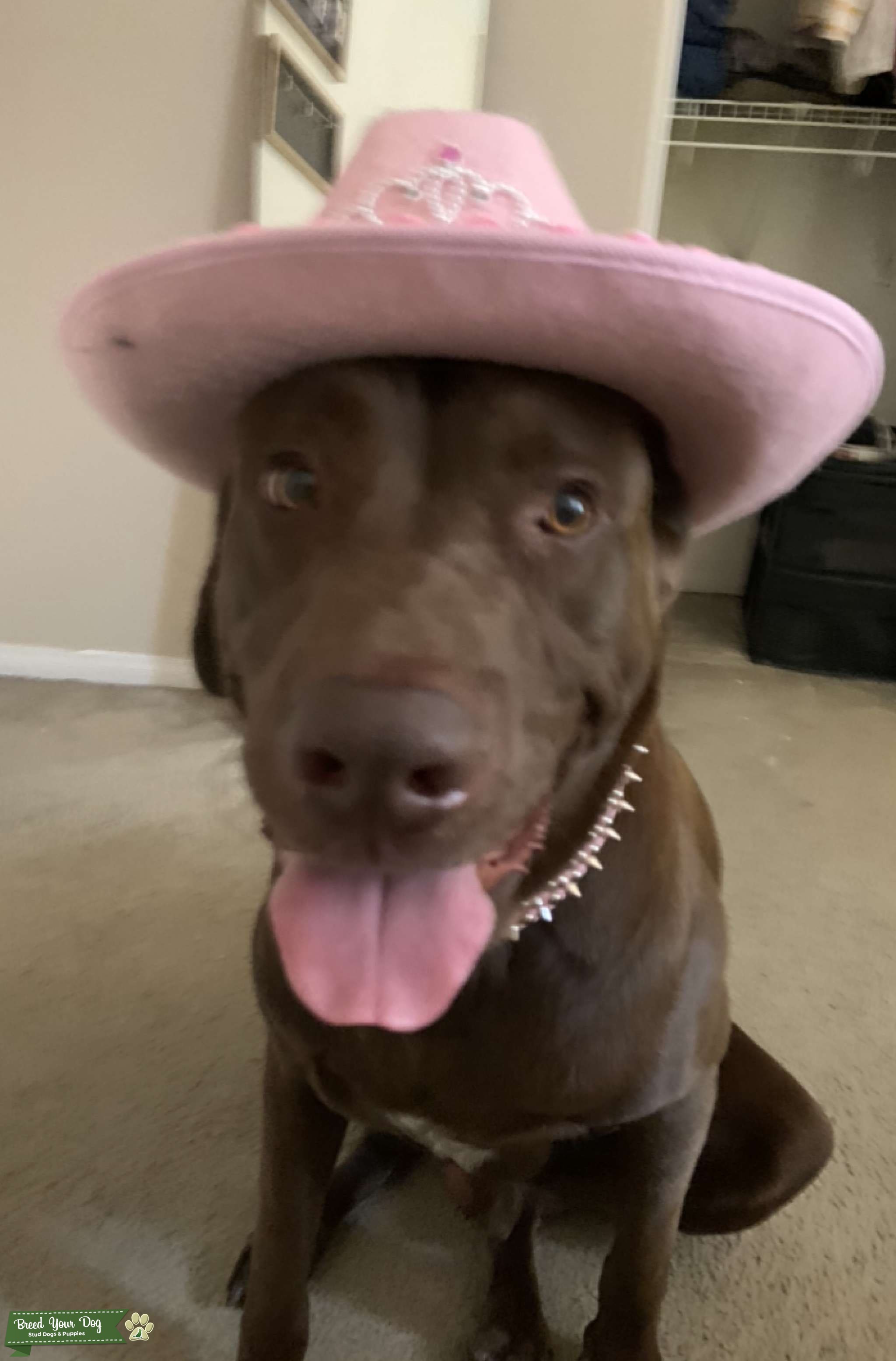 Chocolate Lab Stud - Stud Dog in San Diego , the United States | Breed ...