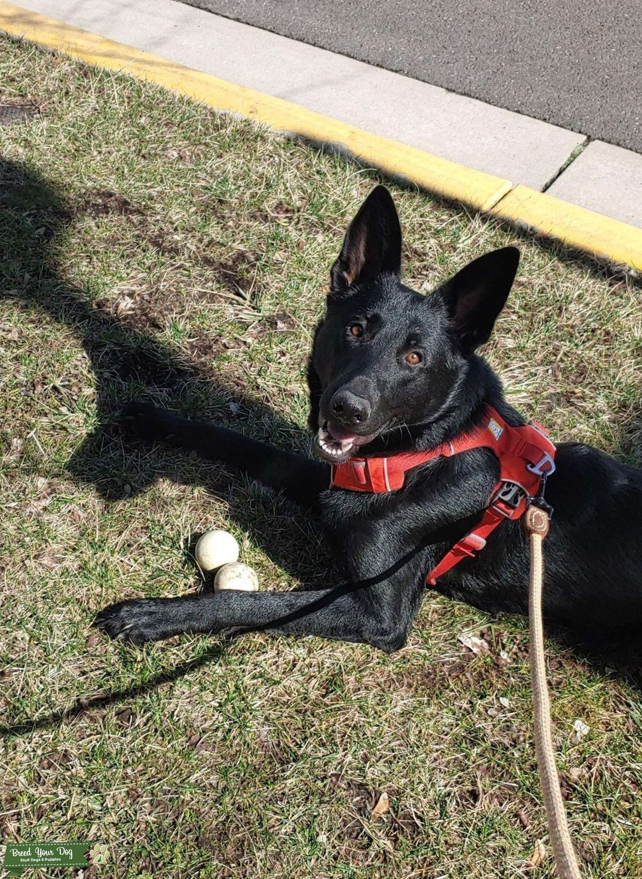 Black Male GSD - Stud Dog Southern Oregon - Breed Your Dog