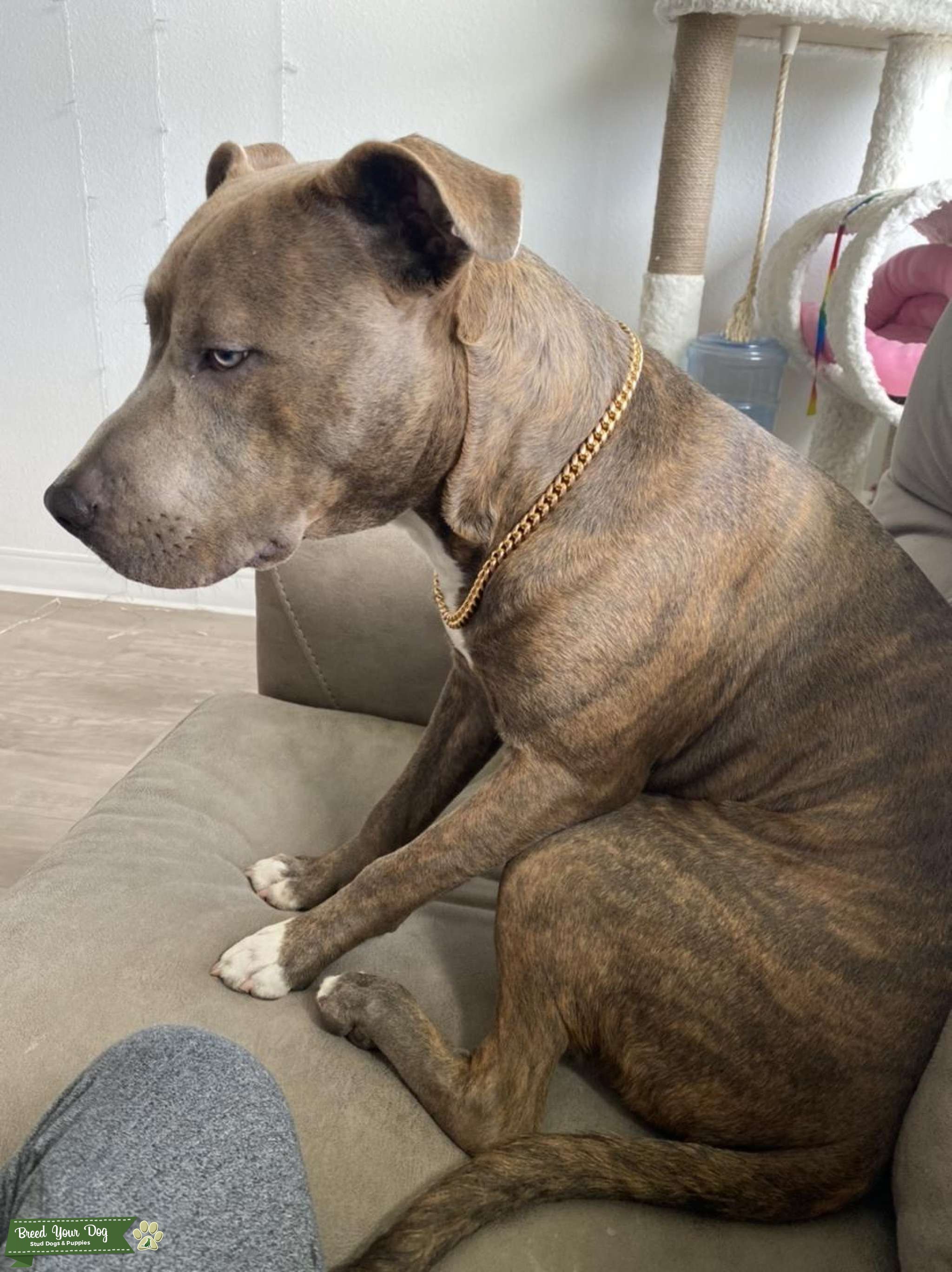 Half Red/ Half Blue light brindle male - Stud Dog in Nevada, United ...