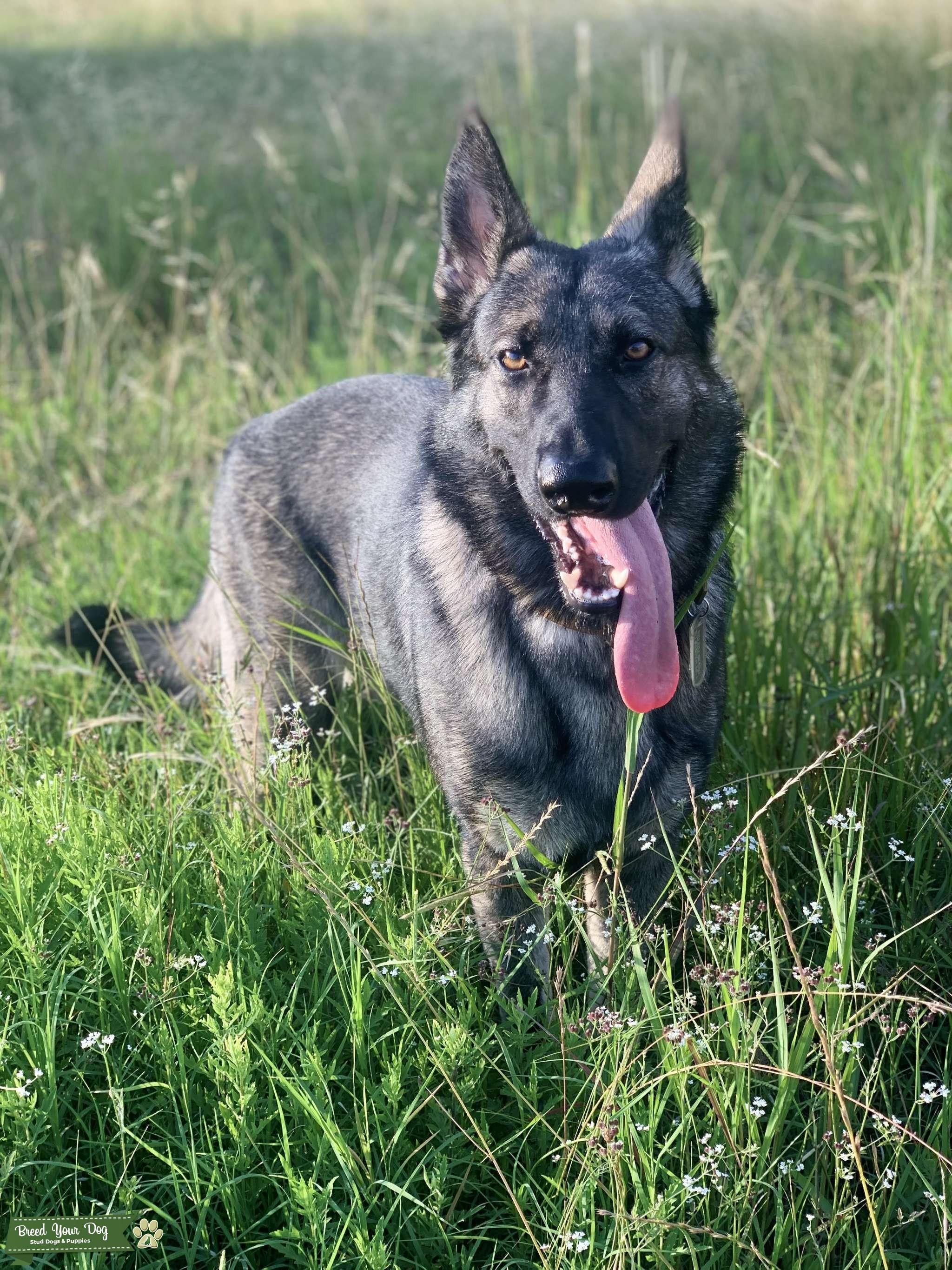 Silver Sable Working Line German Shepherd - Stud Dog in TX, the United ...