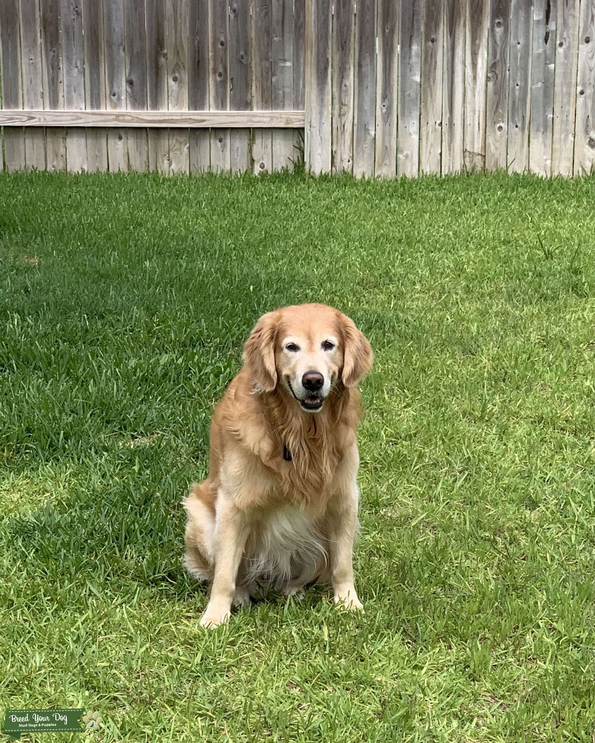 AKC Golden Retriever - Stud Dog in Houston, the United States | Breed ...