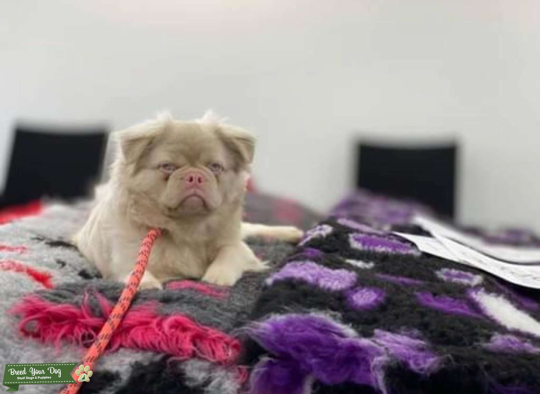 Mr Pink - The first pink full fluffy pug in the world - Stud Dog in ...