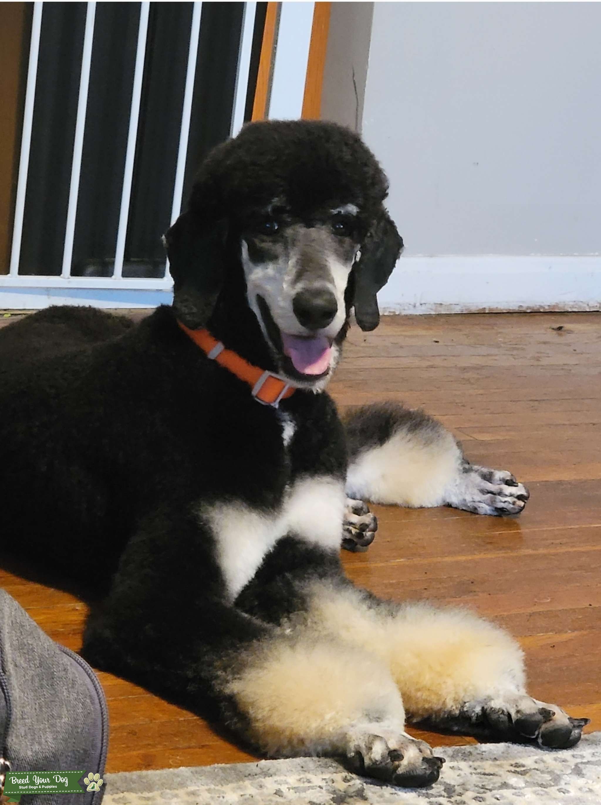 AKC Standard Poodle - Stud Dog in Connersville, IN, the United States ...