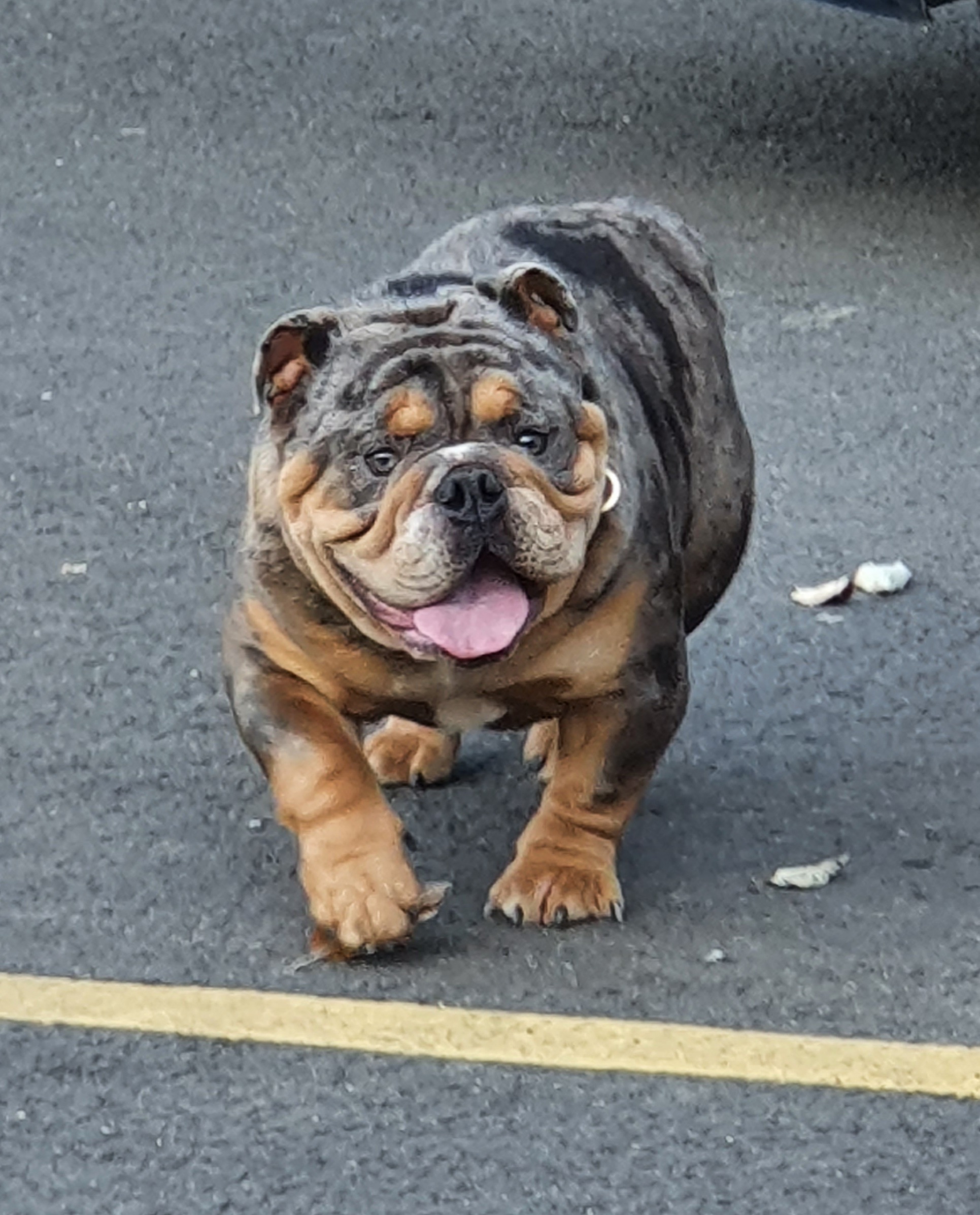 Amazing PAC-MAN up for stud - Stud Dog in Tyne and Wear, United Kingdom ...