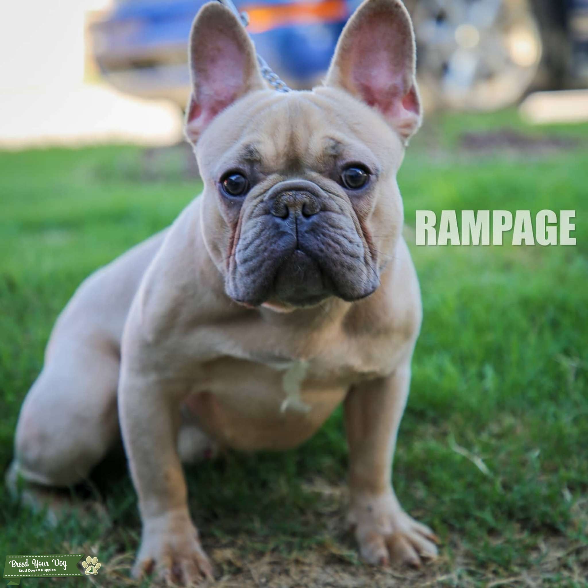 Blue Fawn Frenchie for stud color carrier - Stud Dog in North Carolina ...