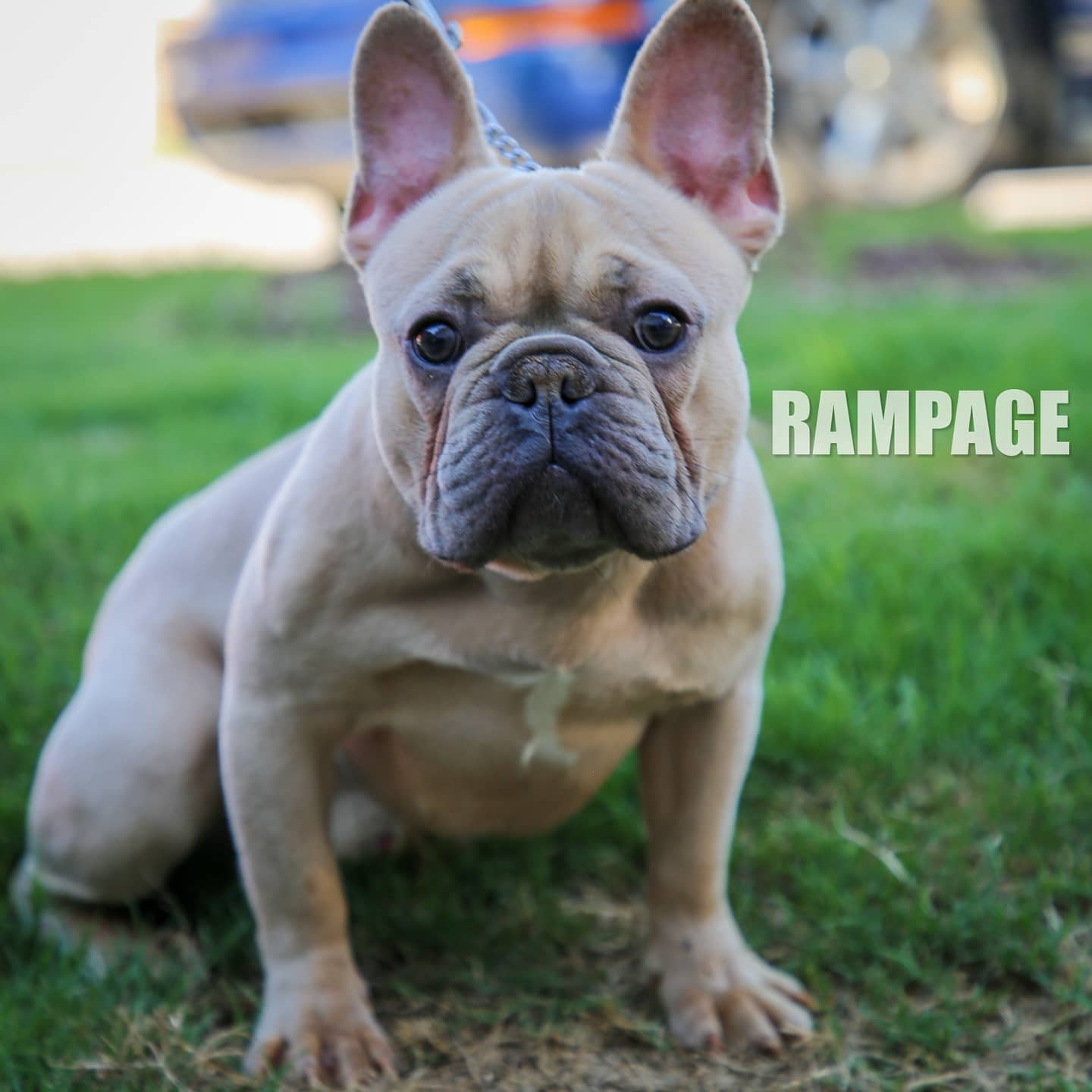Blue Fawn Frenchie for stud color carrier - Stud Dog in North Carolina ...