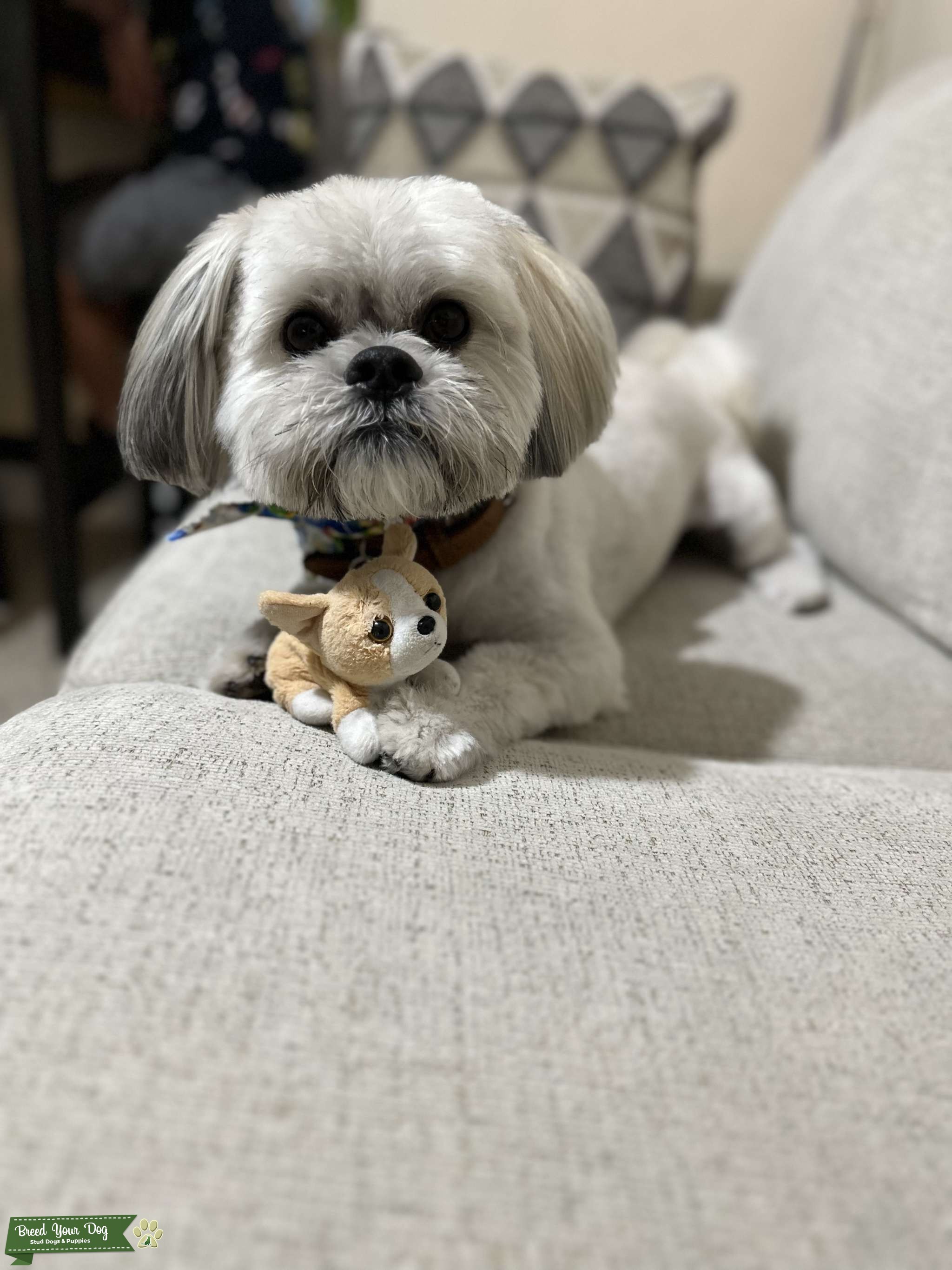 Male Shih Tzu - Stud Dog in Florida, Brazil | Breed Your Dog