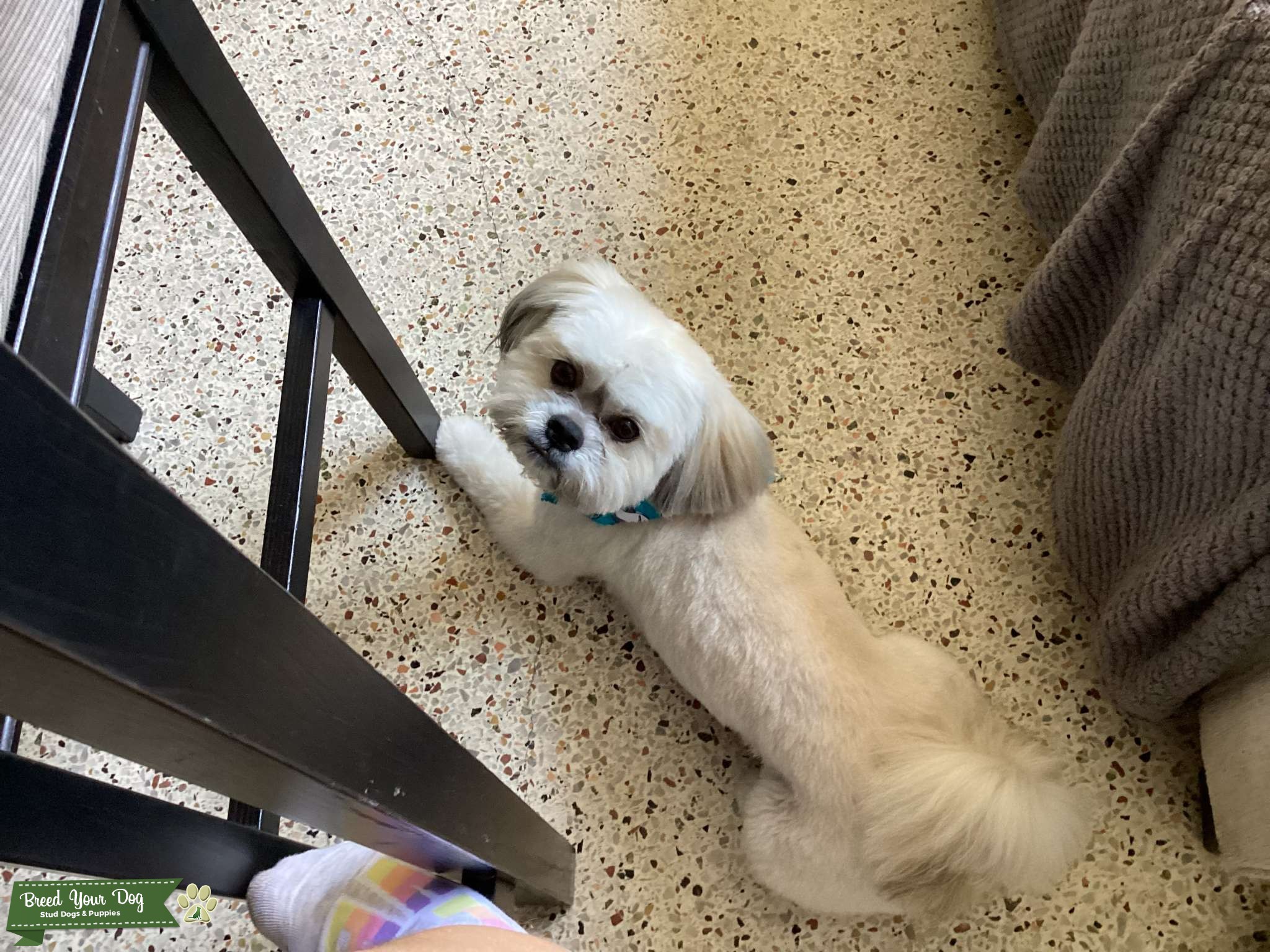 Male Shih Tzu - Stud Dog in Florida, Brazil | Breed Your Dog