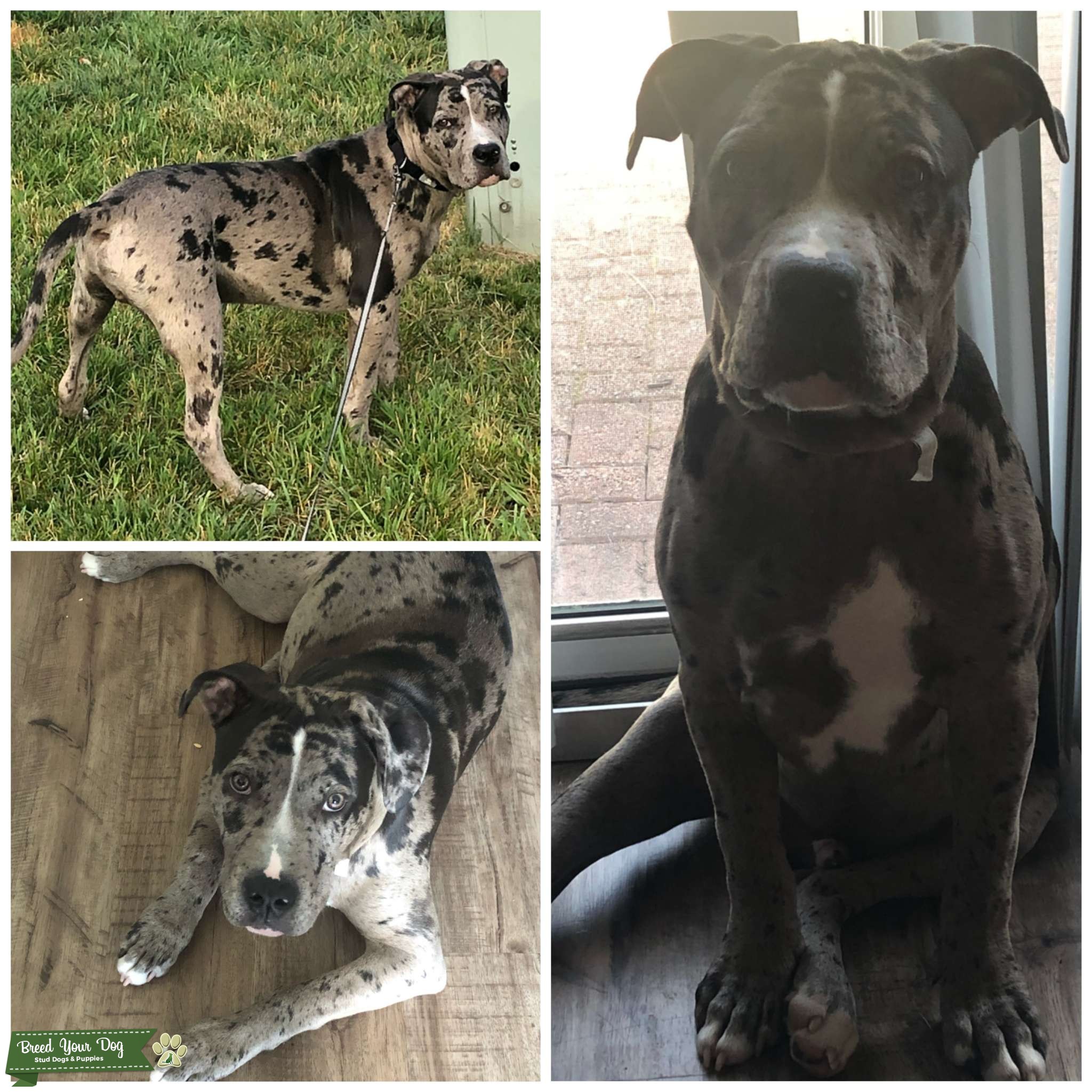 Blue Merle Pitbull - Stud Dog in Maryland, United States | Breed Your Dog