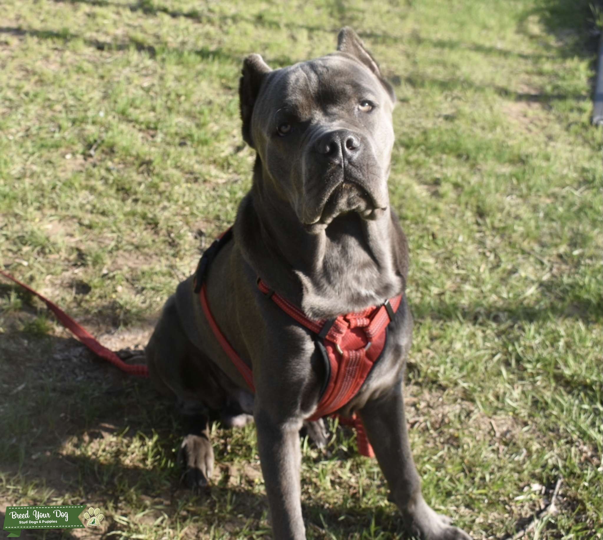 Soon to be available ICCF Registered Cane Corso Stud - Stud Dog in ...