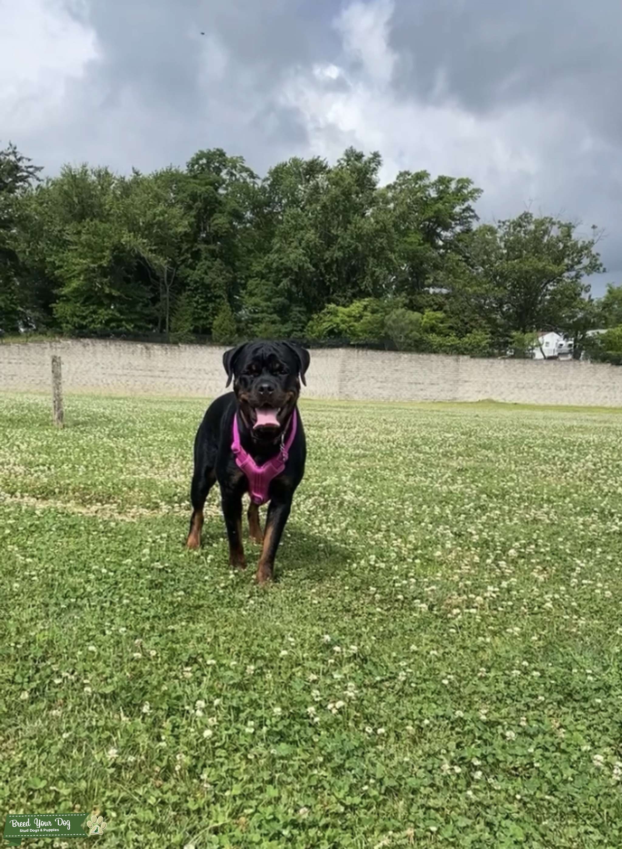 German Rottweiler - Stud Dog New Jersey - Breed Your Dog