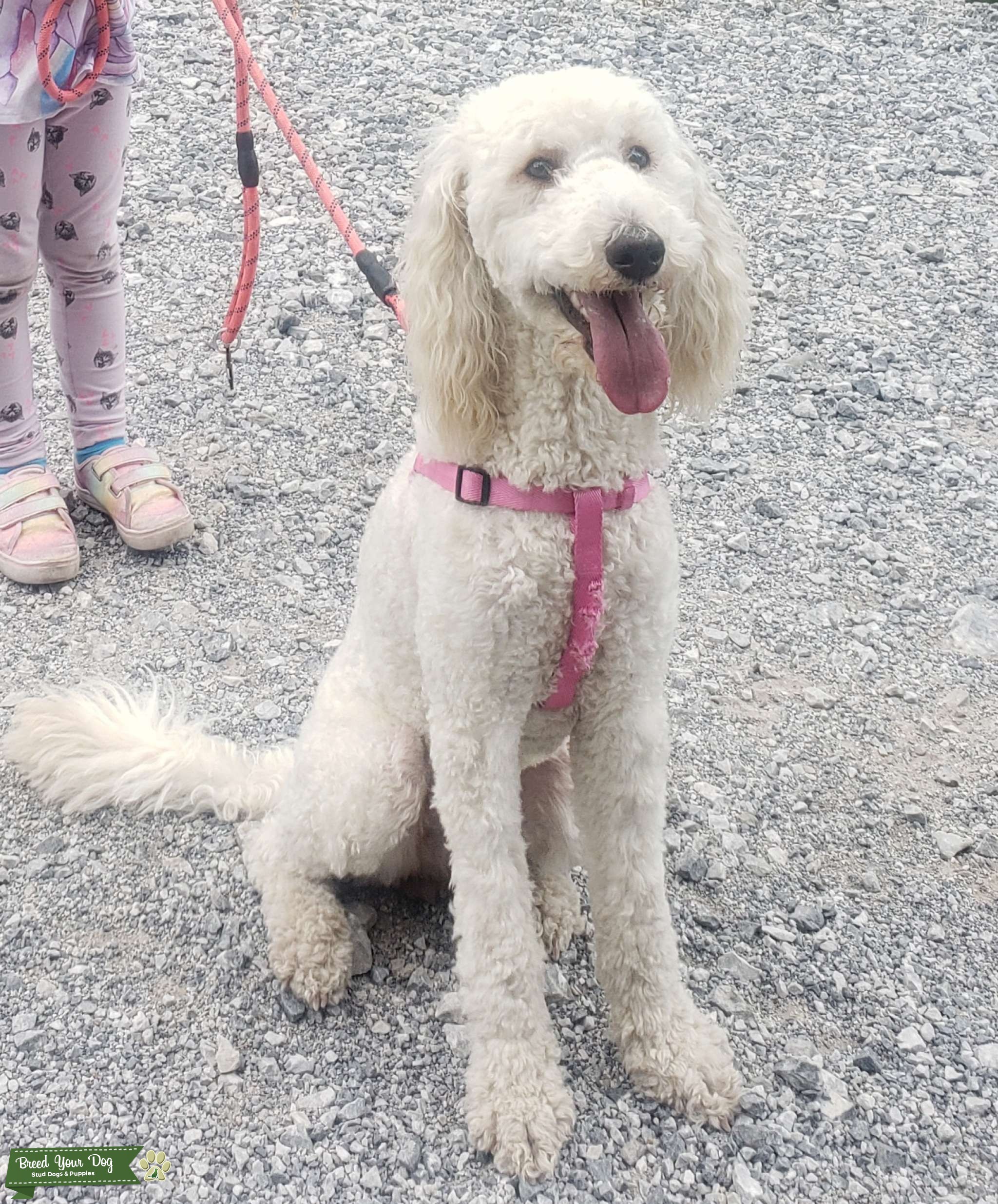 Female standard poodle - Stud Dog Las vegas - Breed Your Dog