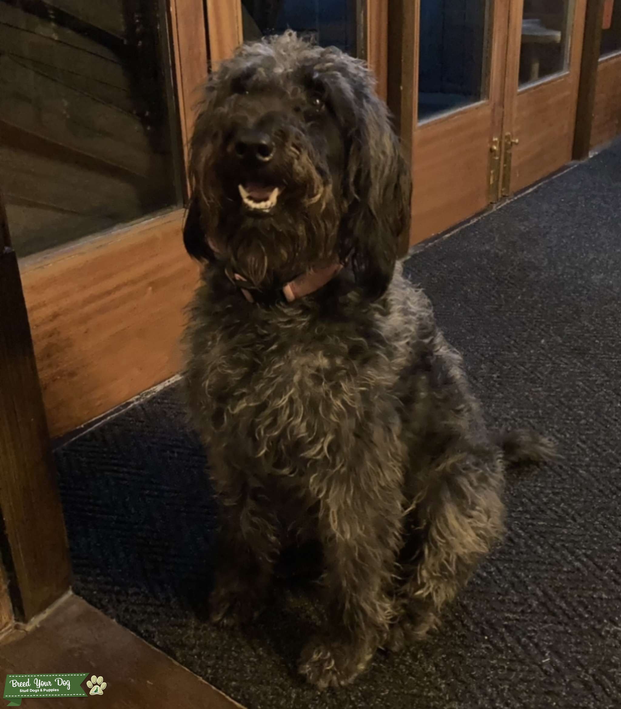 Silver F1 Labradoodle looking for a boyfriend - Stud Dog in London ...