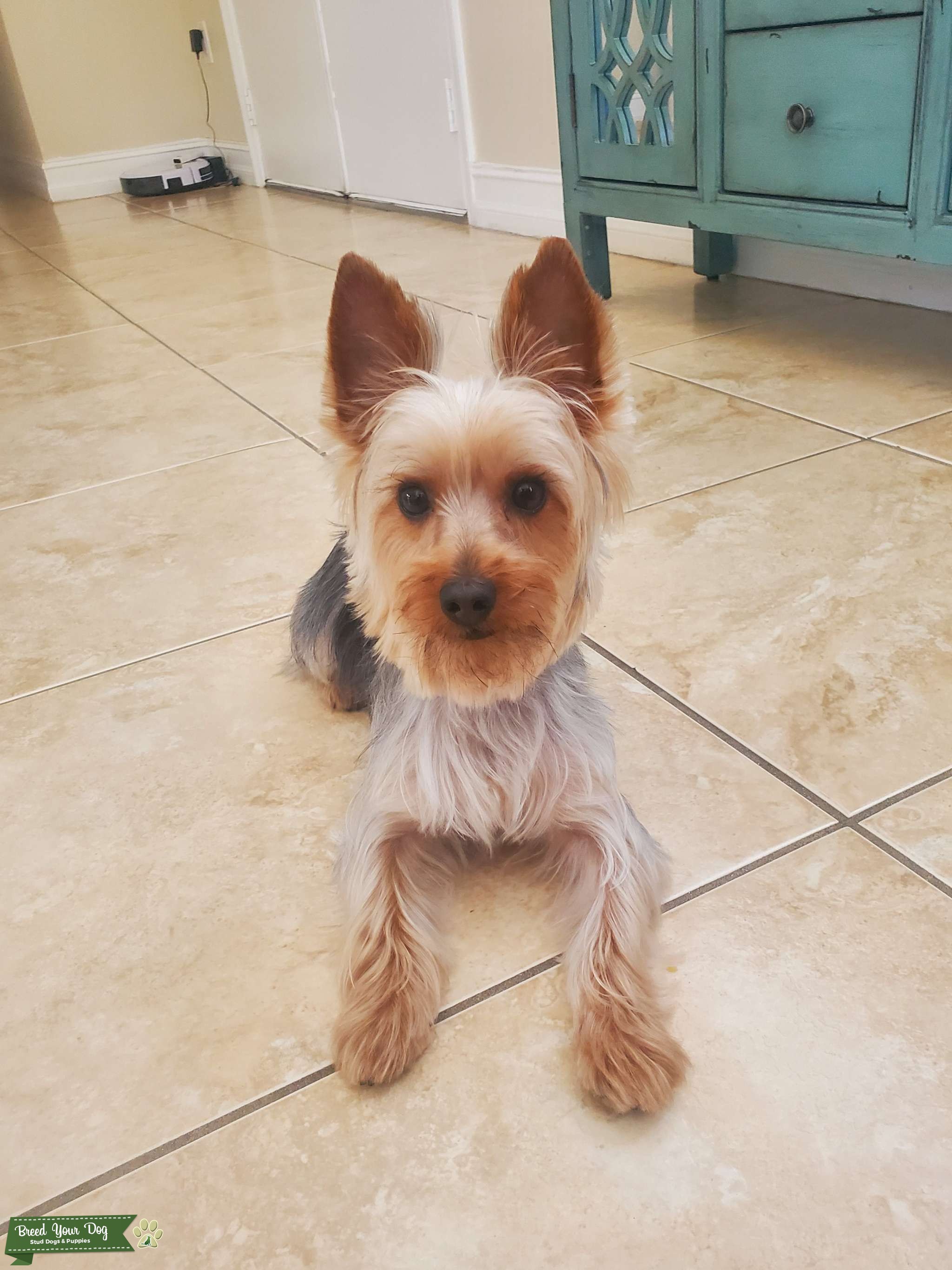 YORKIE STUD BEAUTIFUL DOG - Stud Dog in Florida, the United States ...