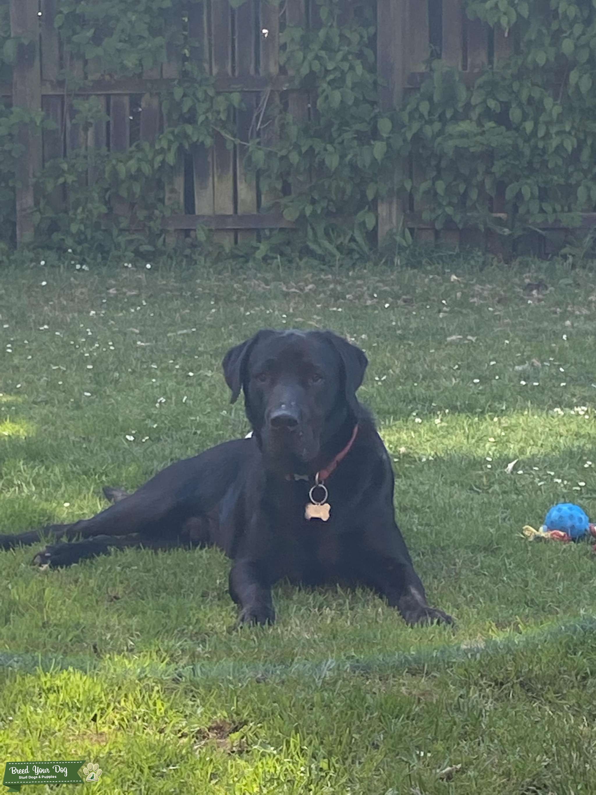 Black Labrador stud - Stud Dog in North Yorkshire , the United States ...