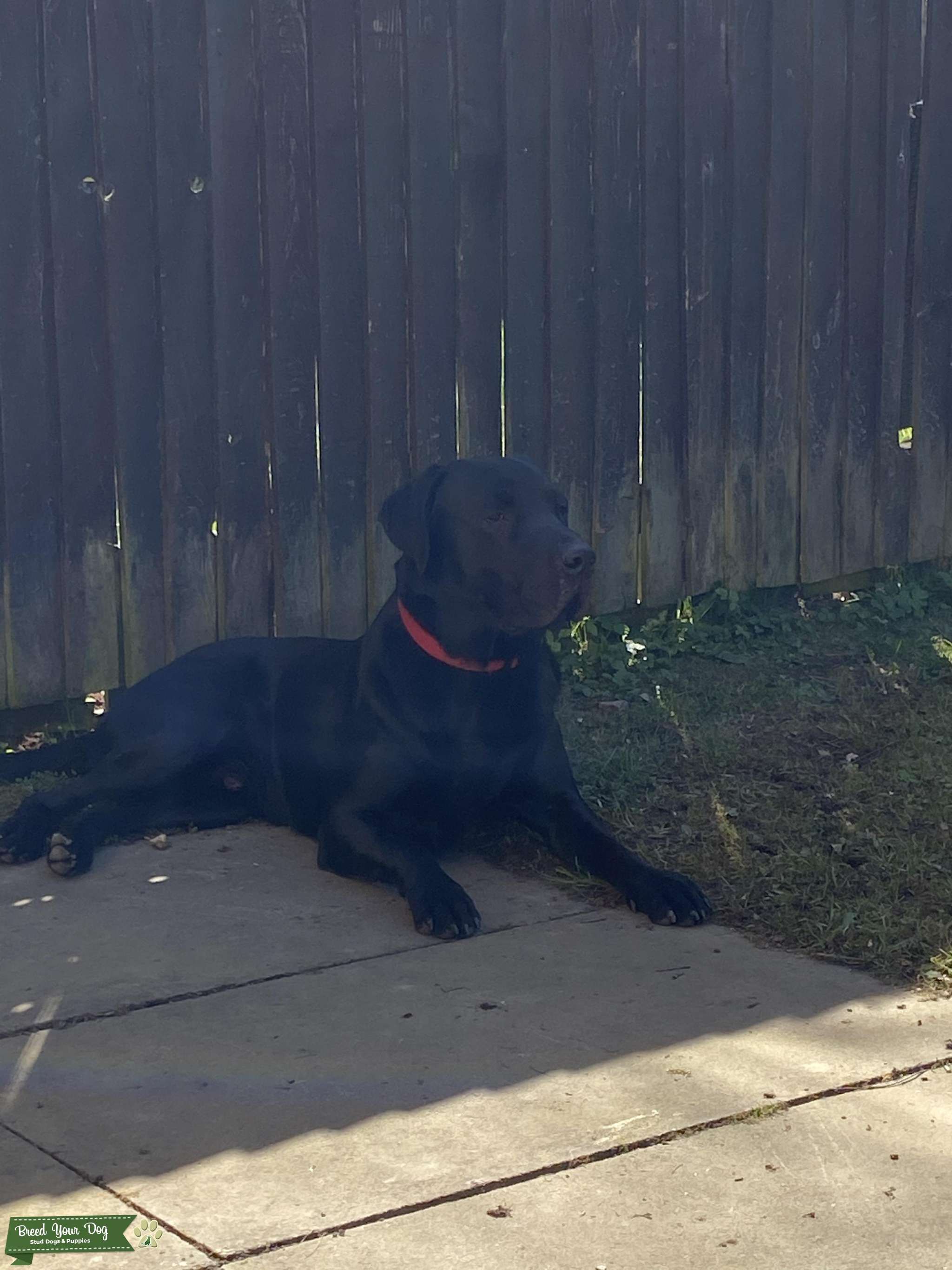 Black Labrador stud - Stud Dog in North Yorkshire , the United States ...
