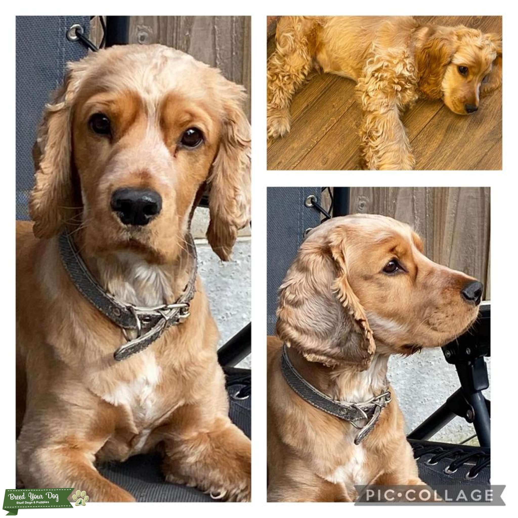 Show cocker spaniel stud - Stud Dog in Merseyside, the United States ...