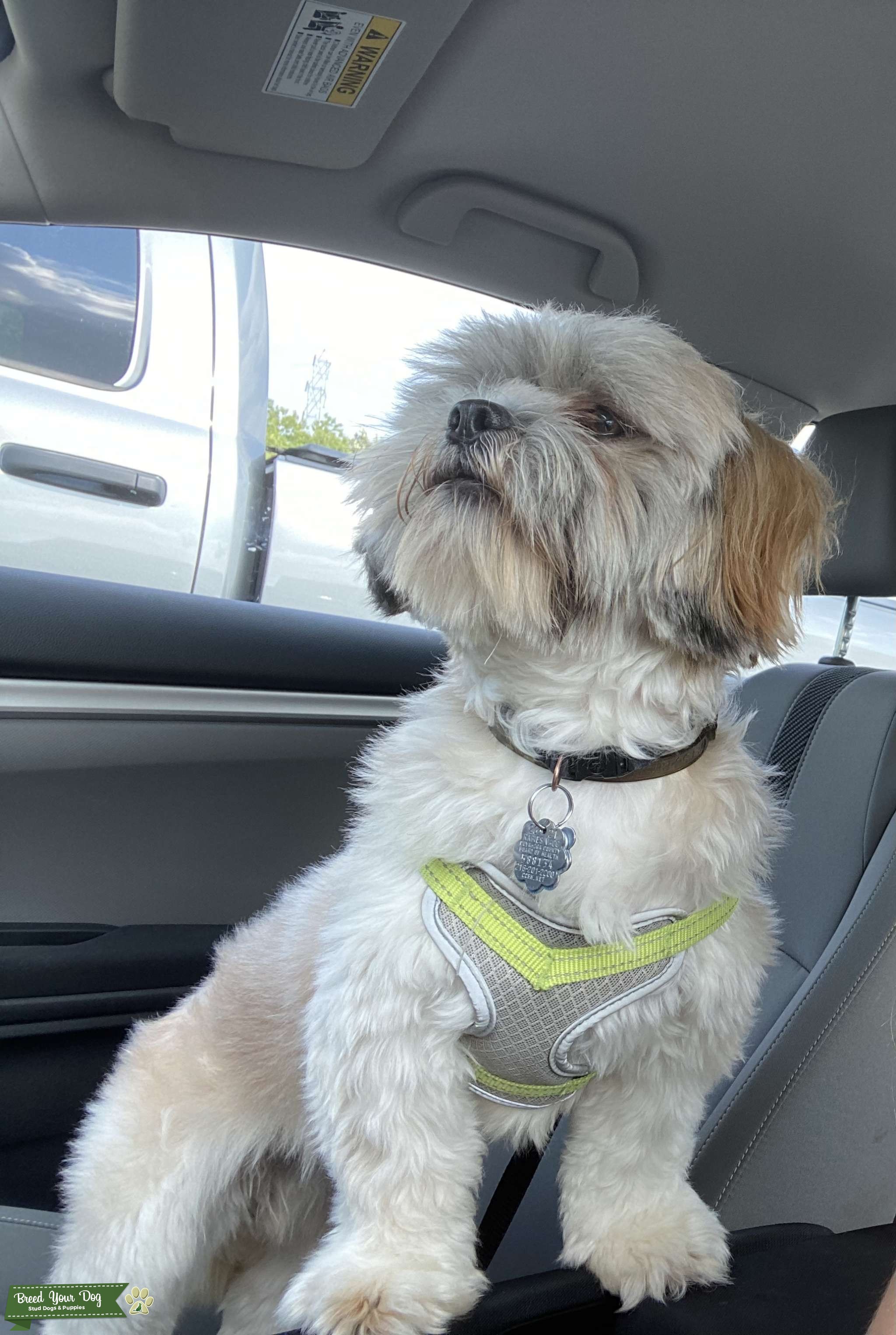 Male Lhasa Apso - Stud Dog Ohio - Breed Your Dog