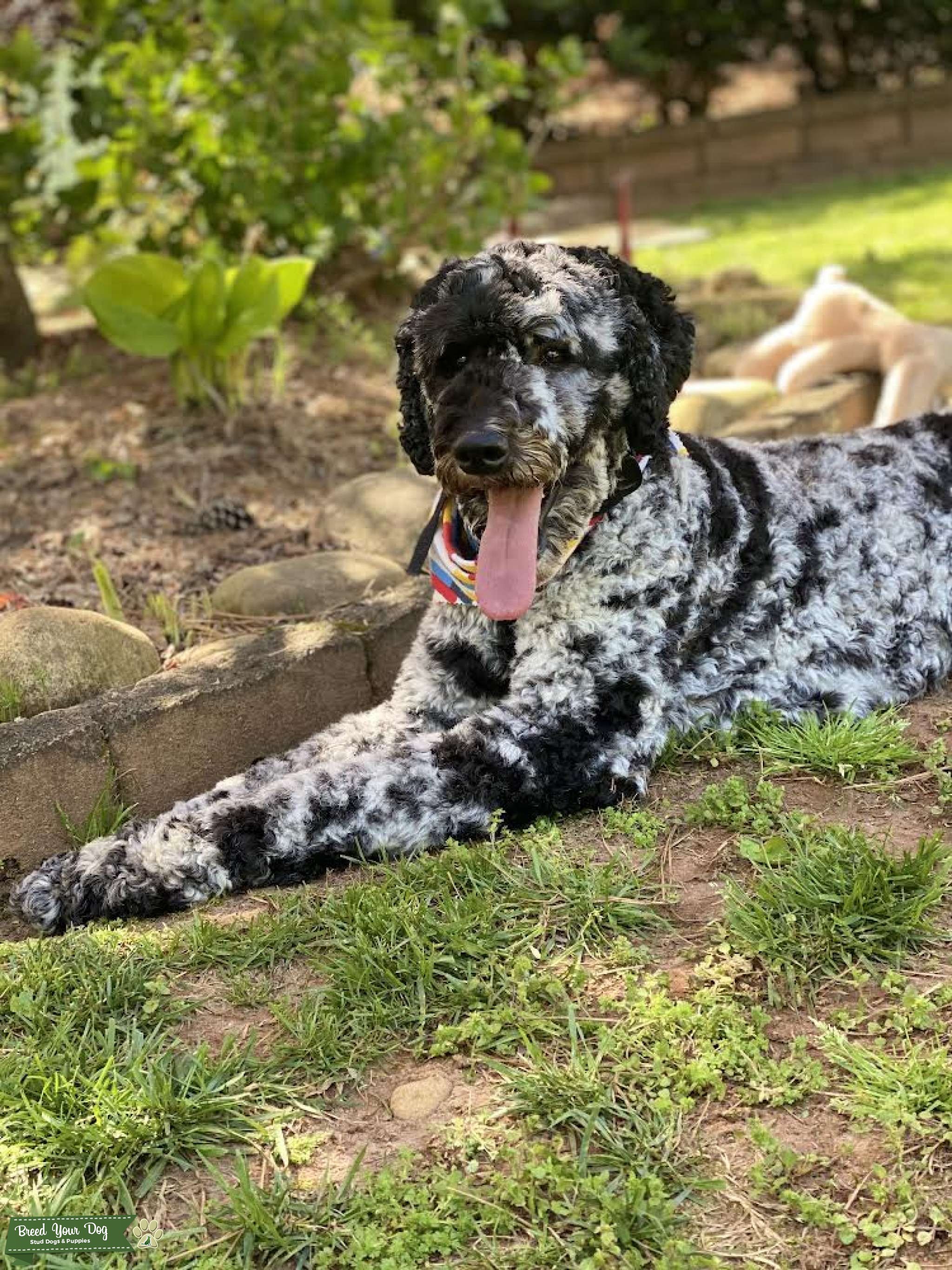 Merle Standard Poodle - Stud Dog in Georgia , the United States | Breed ...