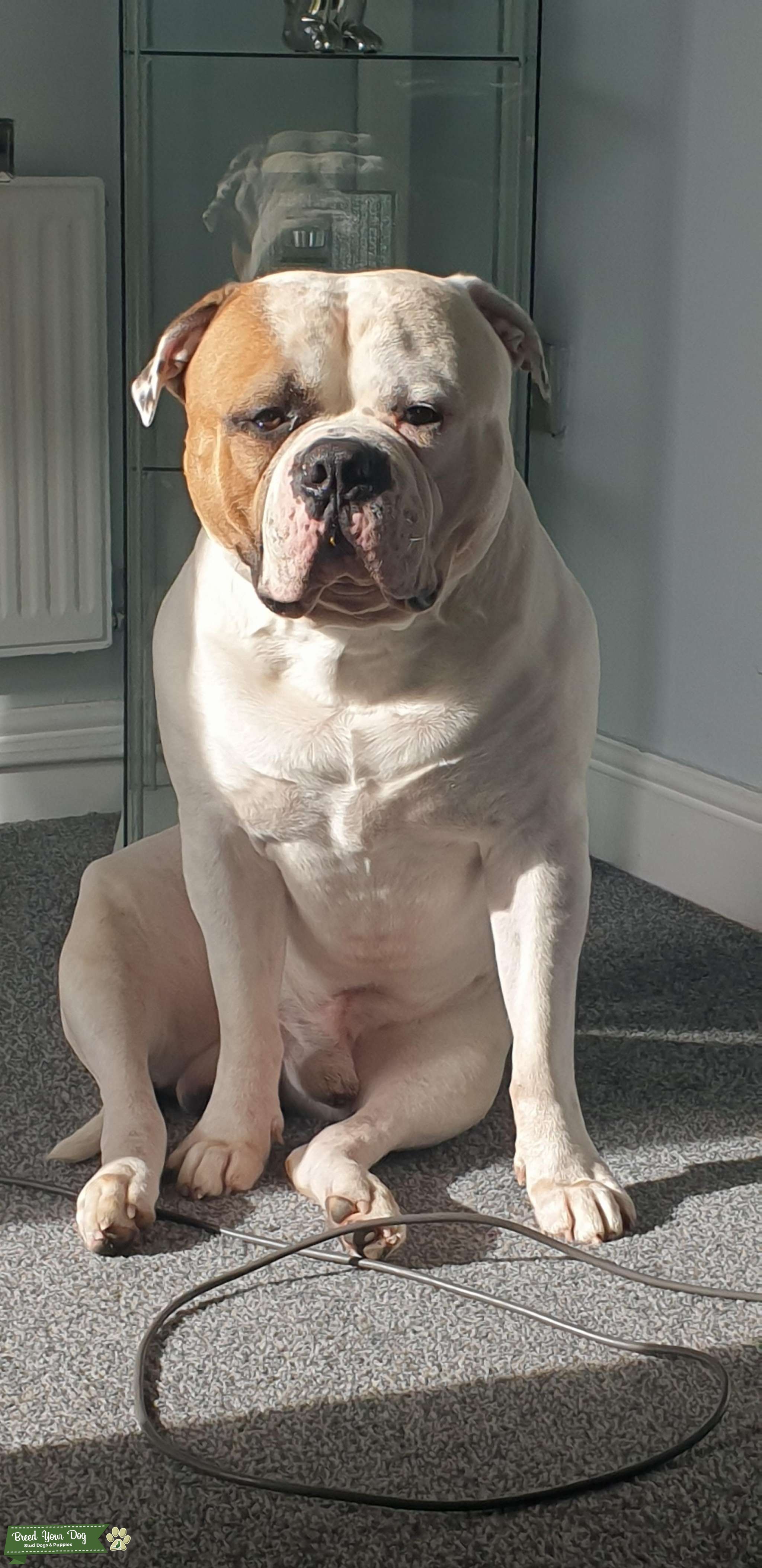 American bulldog - Stud Dog in Manchester , the United States | Breed ...