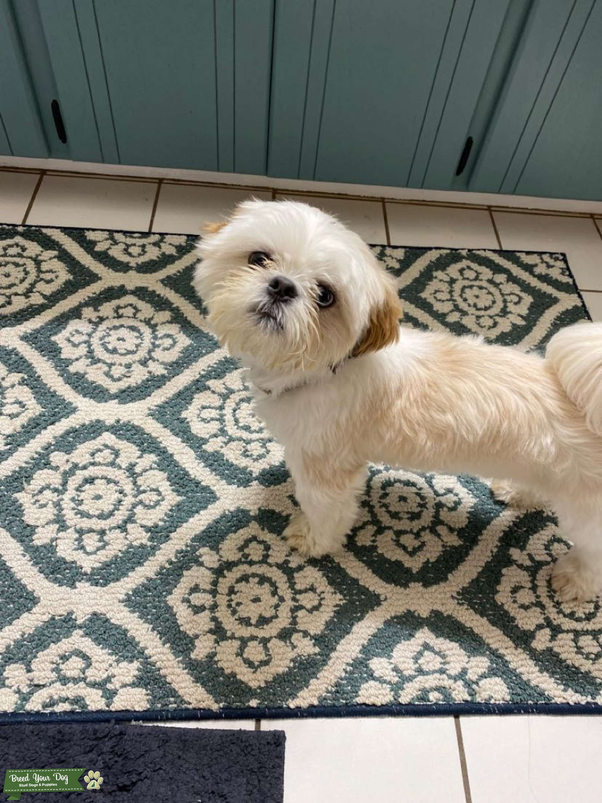 Cream and White Shih Tzu - Stud Dog oklahoma - Breed Your Dog
