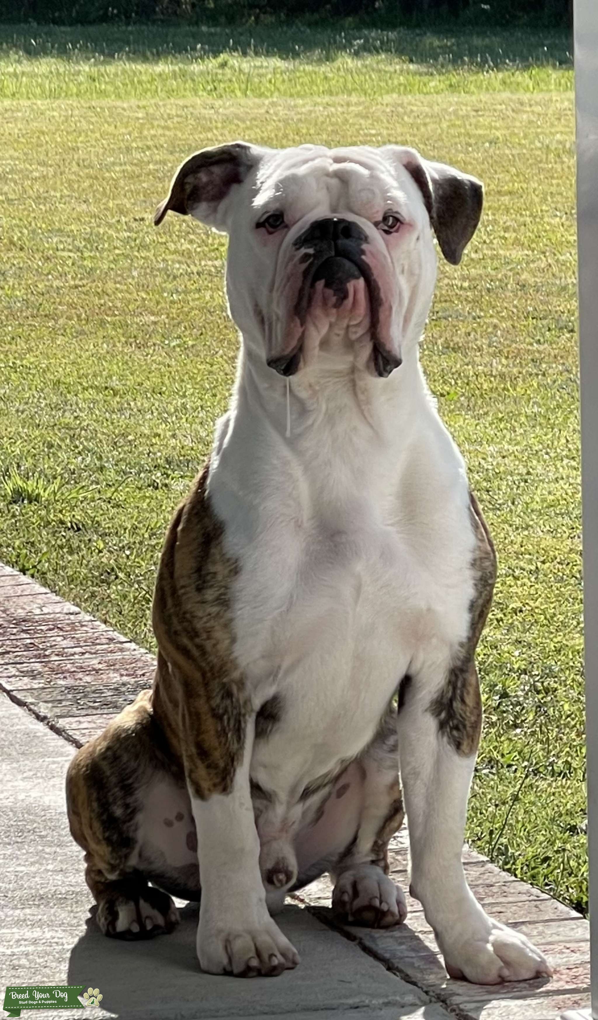 White/brindle Olde English bulldogge - Stud Dog New York City - Breed ...