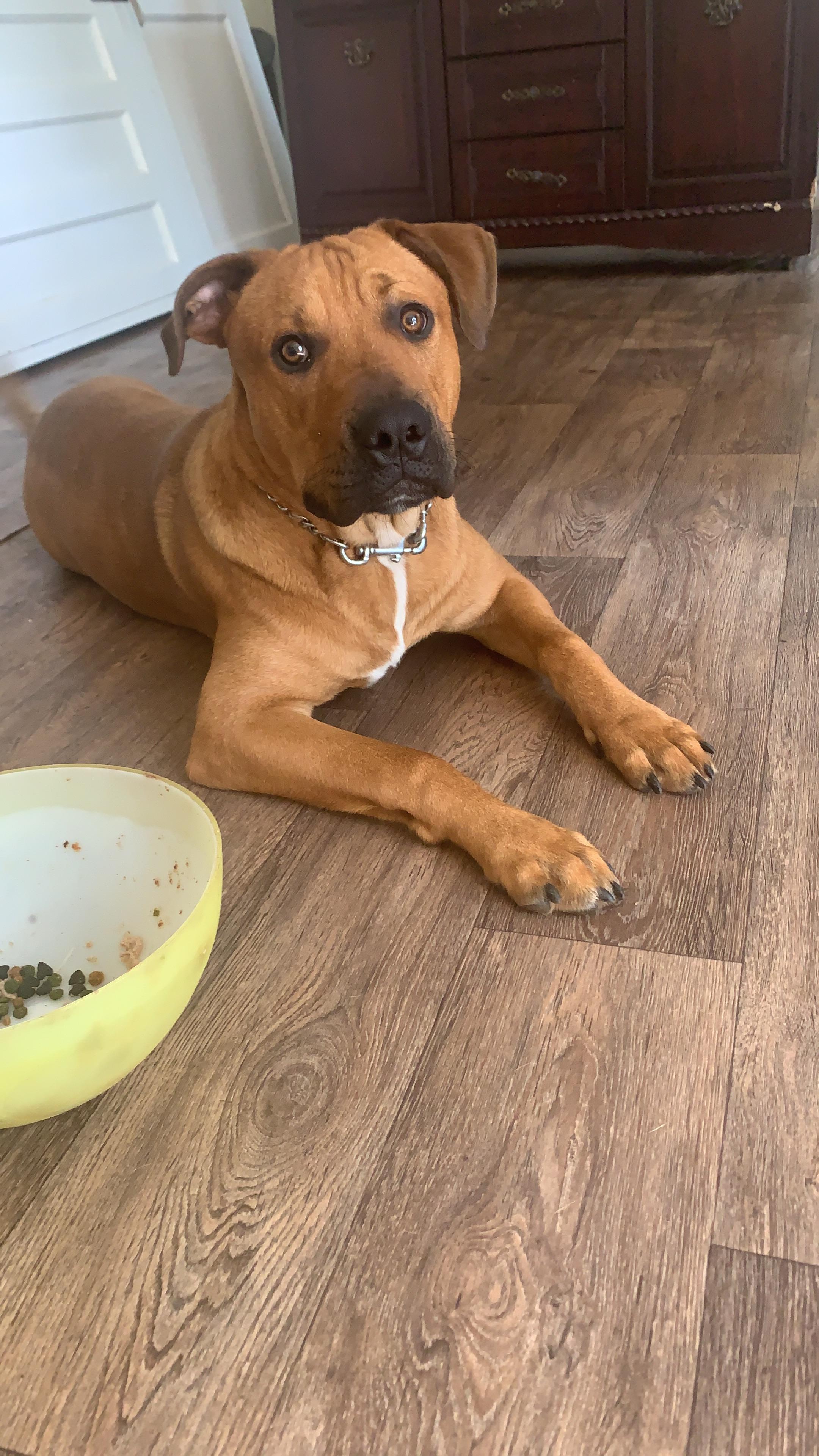 Bullweiler - Stud Dog in London, United Kingdom | Breed Your Dog